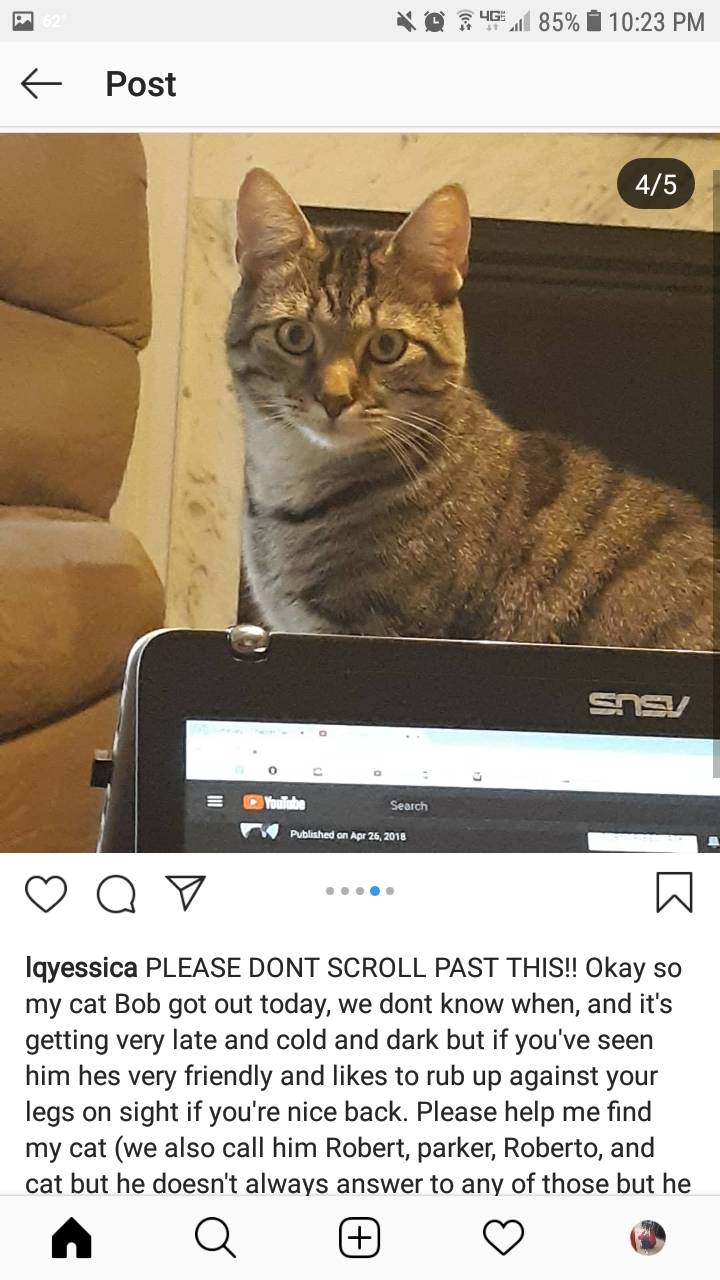 A Bob is missing | Scrolller