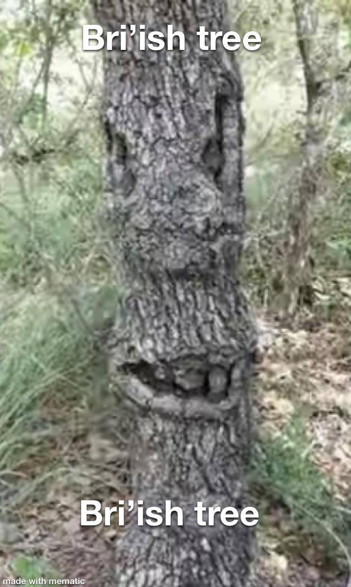 A Bri’ish tree | Scrolller