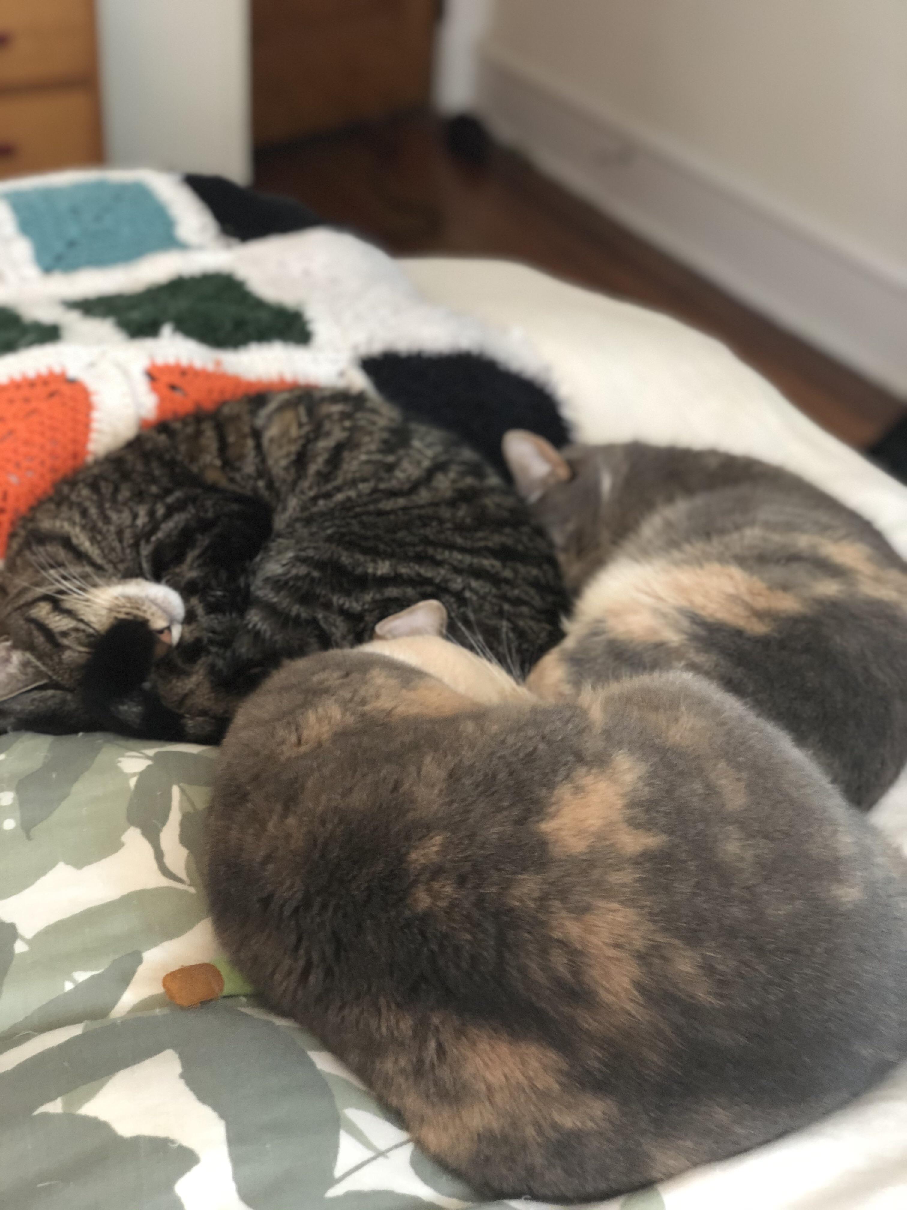 A catnapping circle. | Scrolller