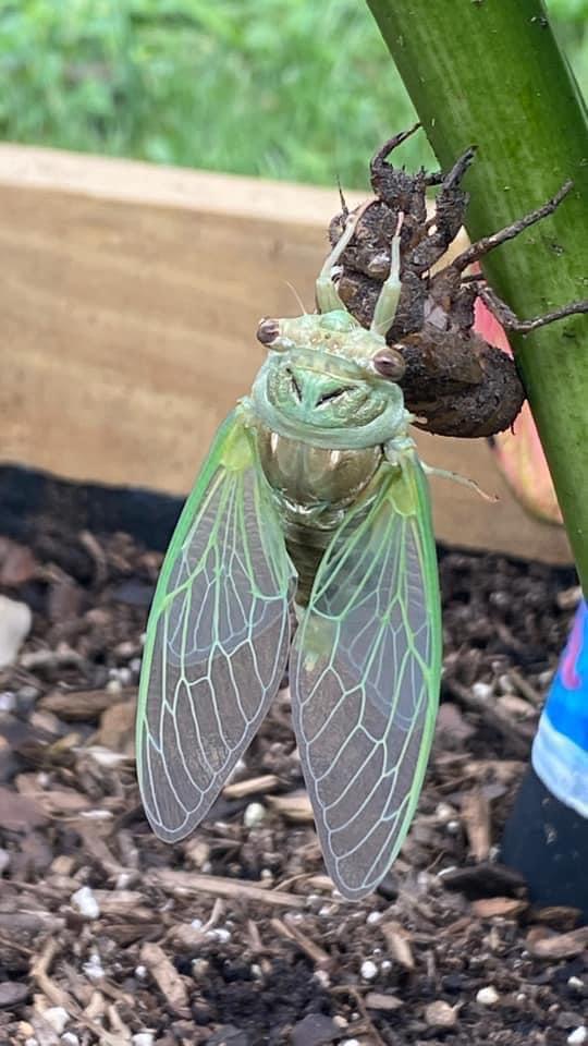 A cicada after molting | Scrolller
