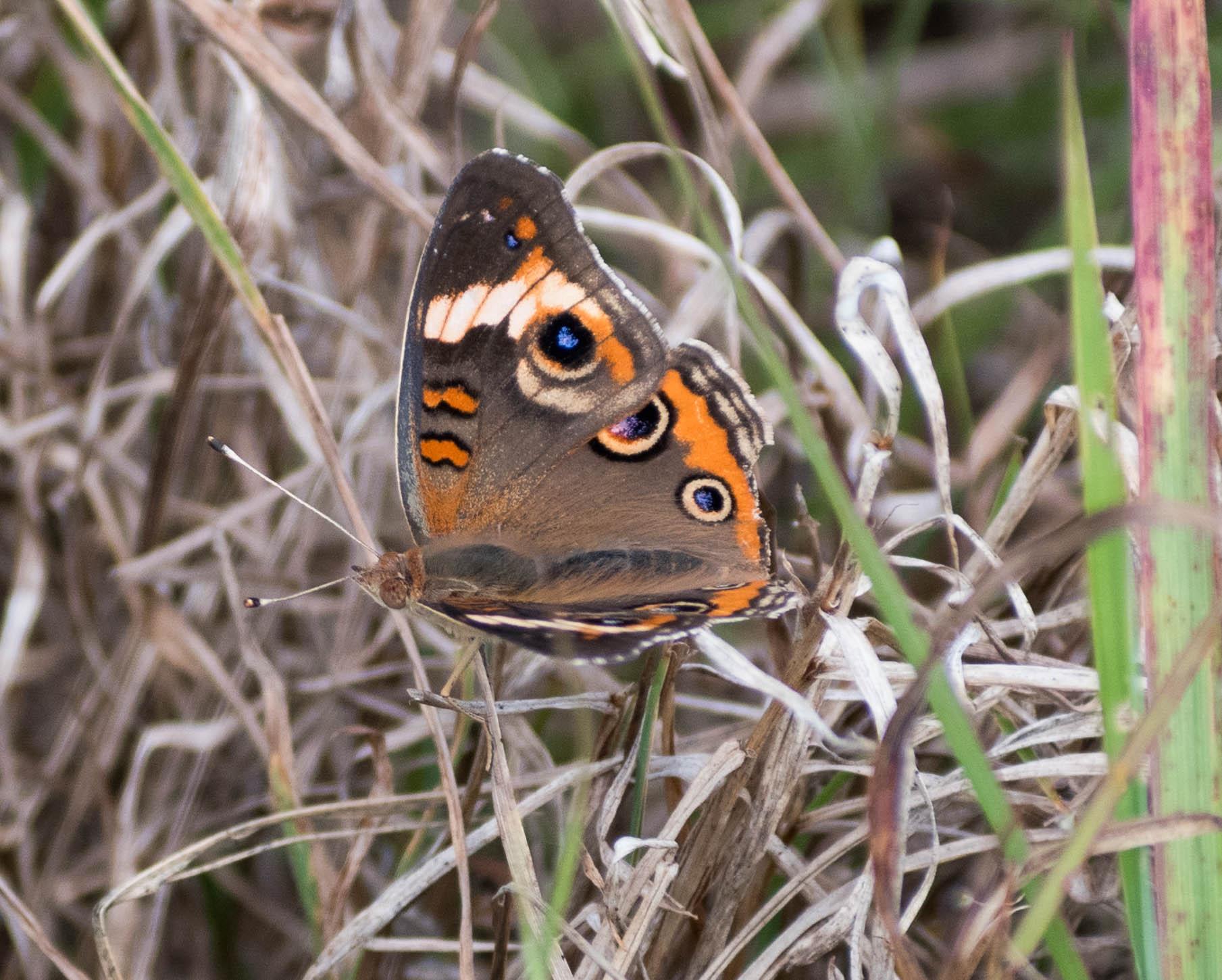 A Common Buckeye | Scrolller