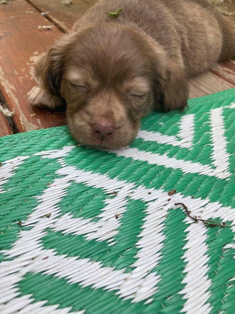 A Coot Lil Smol Pupper Bean | Scrolller