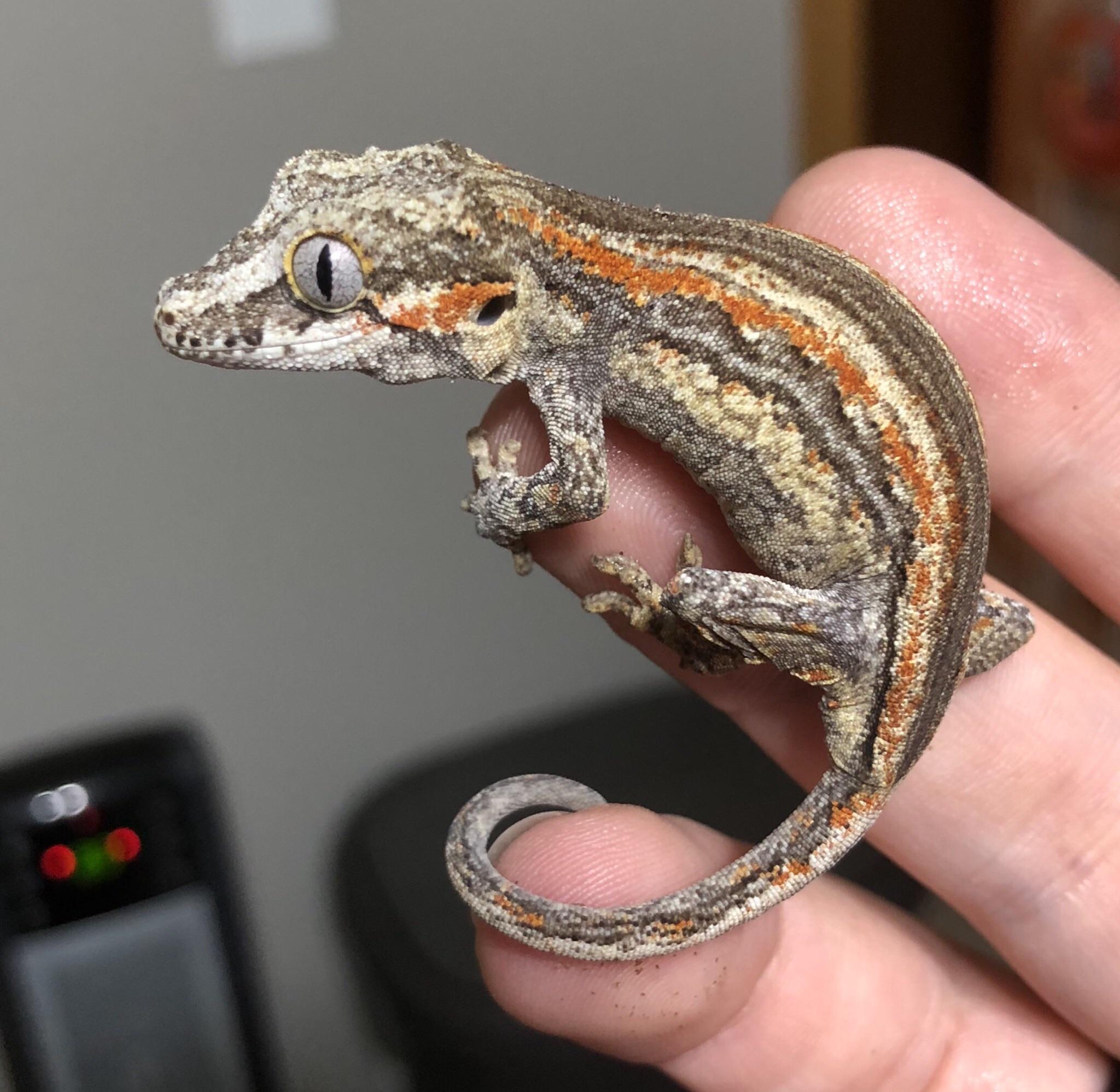 A couple months old gargoyle gecko | Scrolller