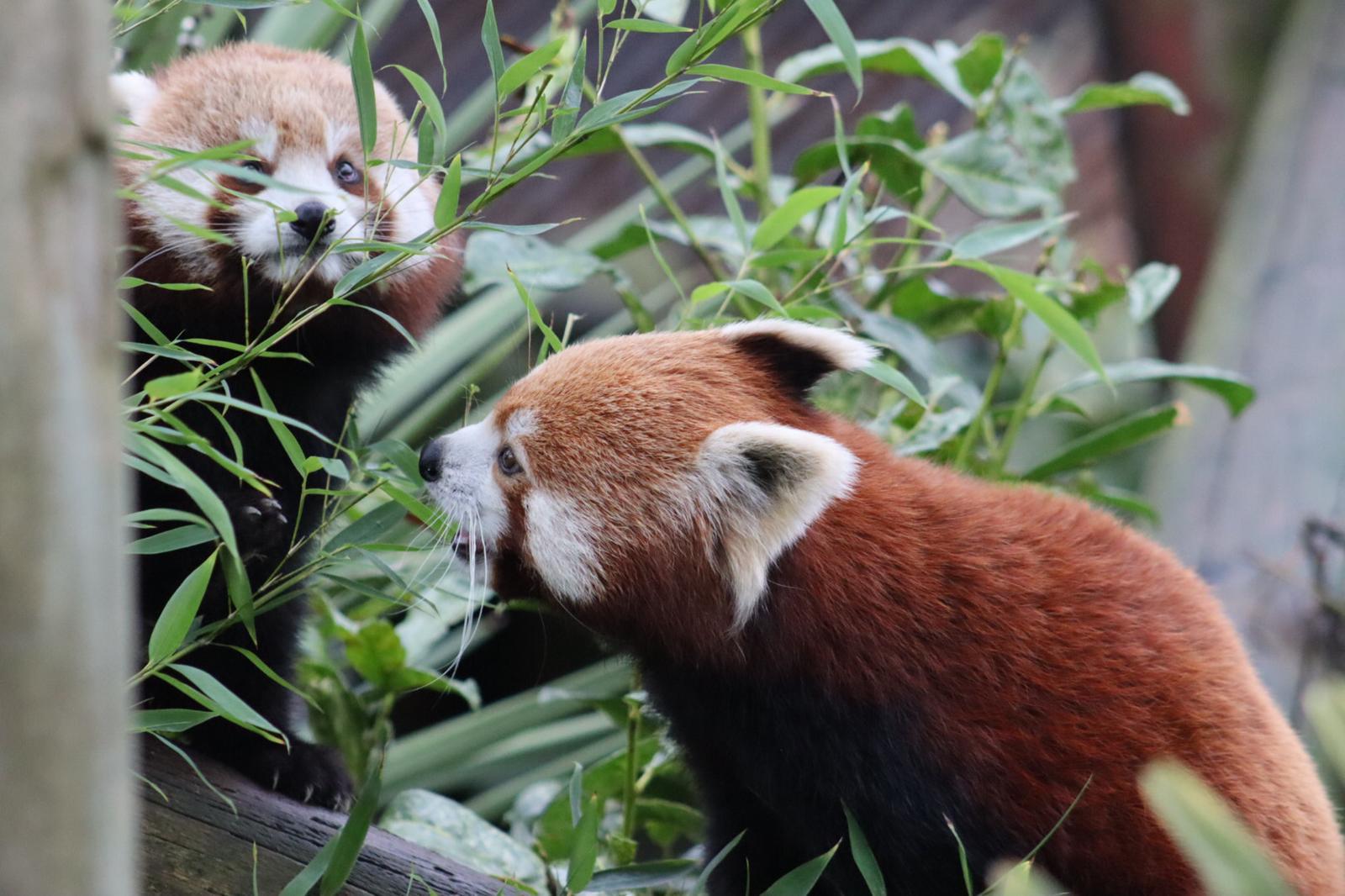 A couple of the red pandas at Colchester zoo this morning! Hungry lil boys! 😊 | Scrolller
