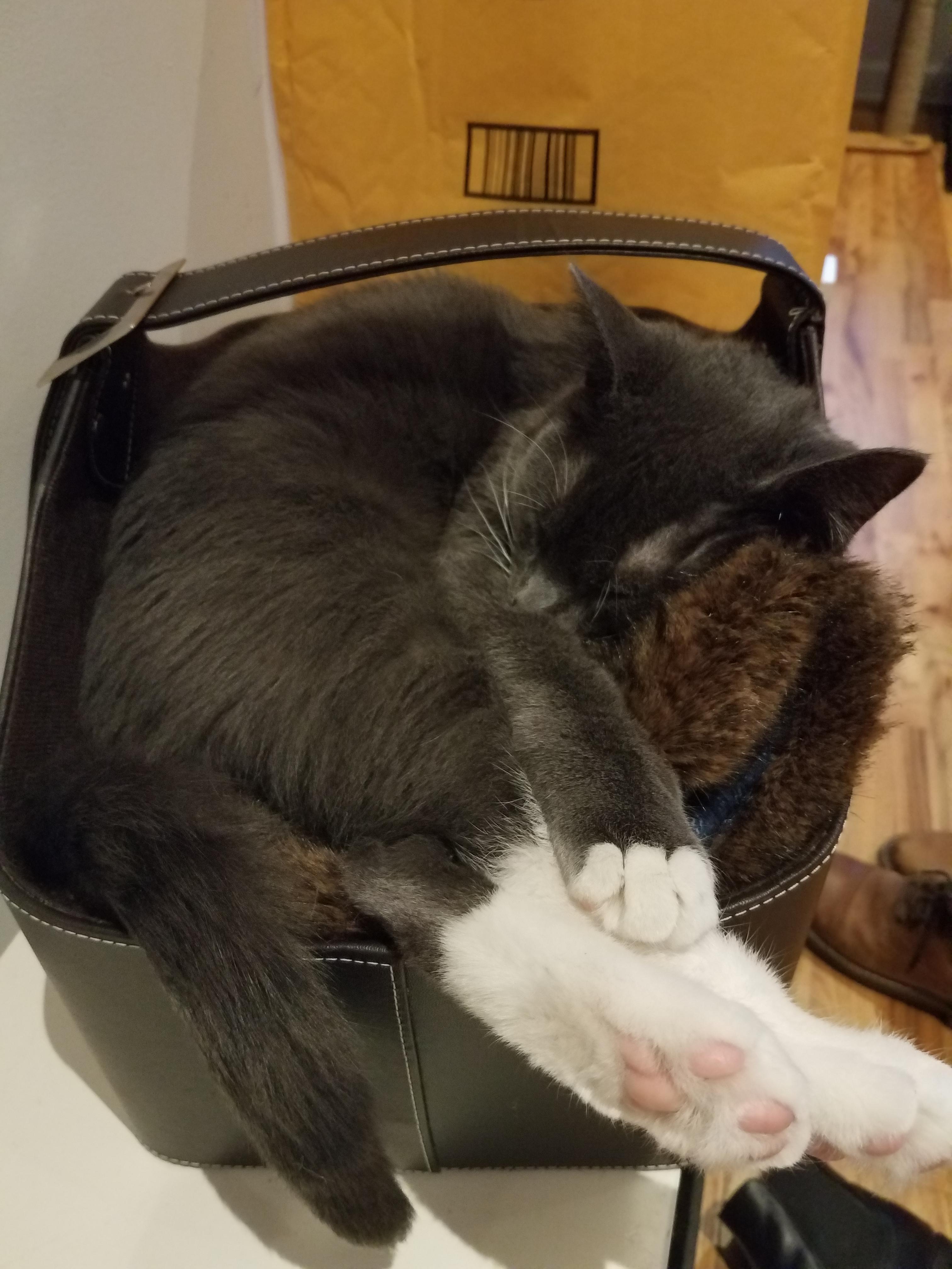 A cozy Friday afternoon nap | Scrolller