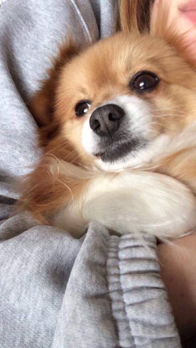 A cute doggo pic for u | Scrolller