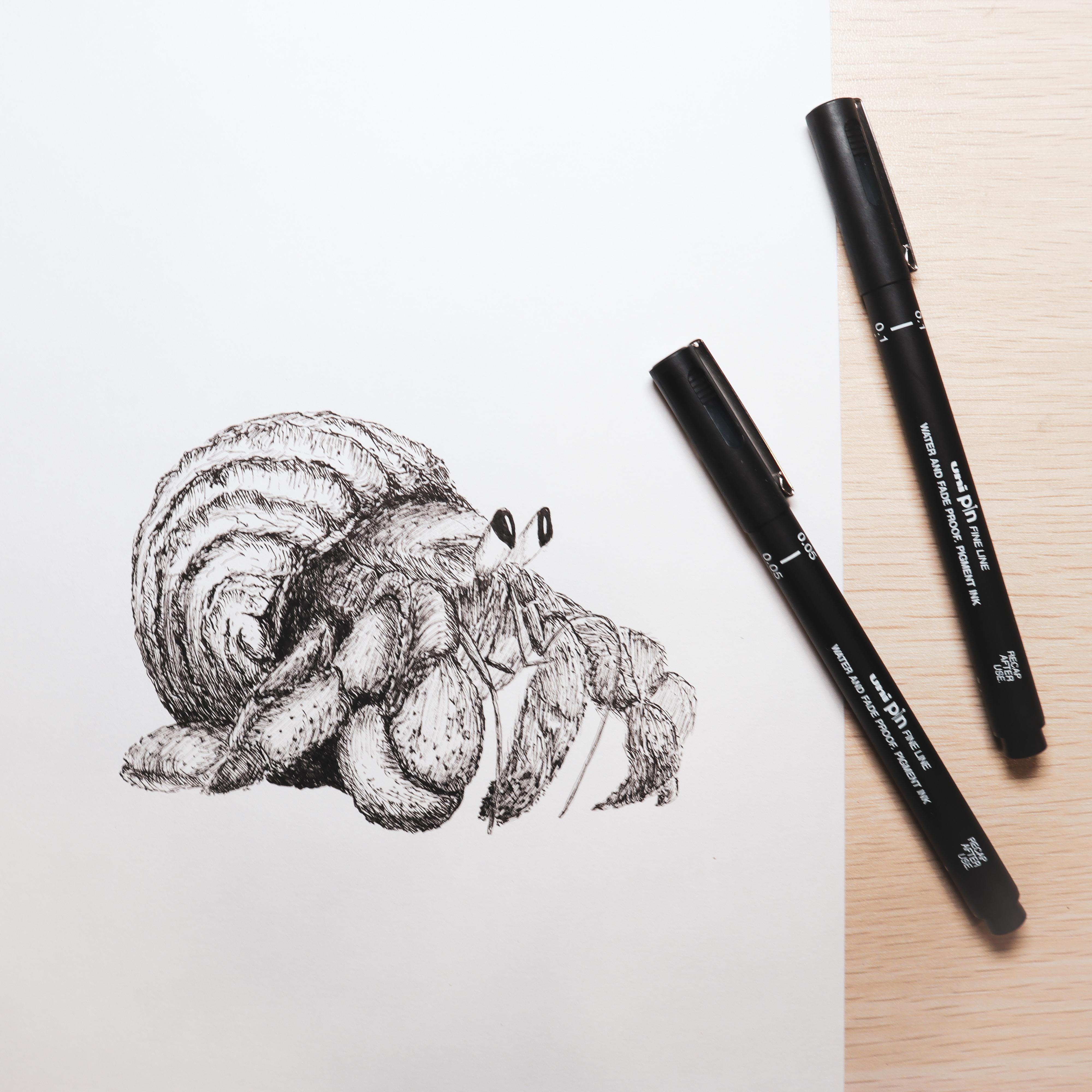 A cute lil hermit crab drawing by me. | Scrolller
