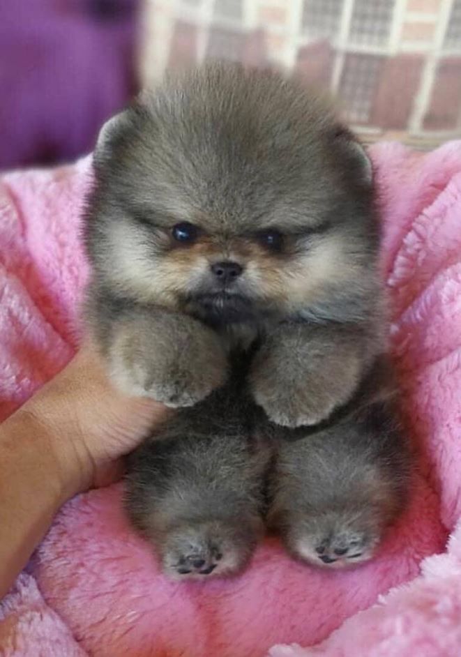 A cute little teddy bear! | Scrolller