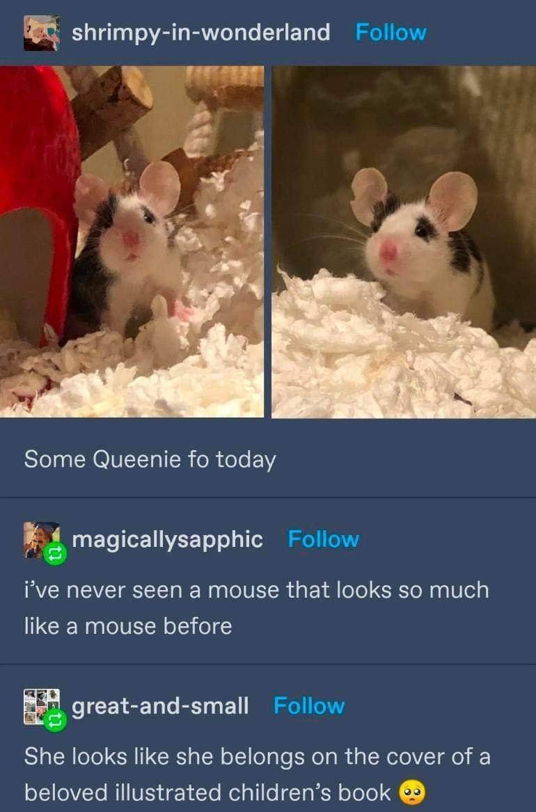 A cute mouse | Scrolller