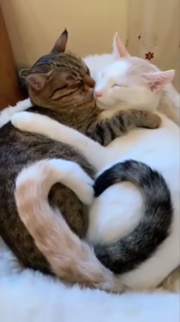 A cute picture of two cats cuddling 😻 | Scrolller