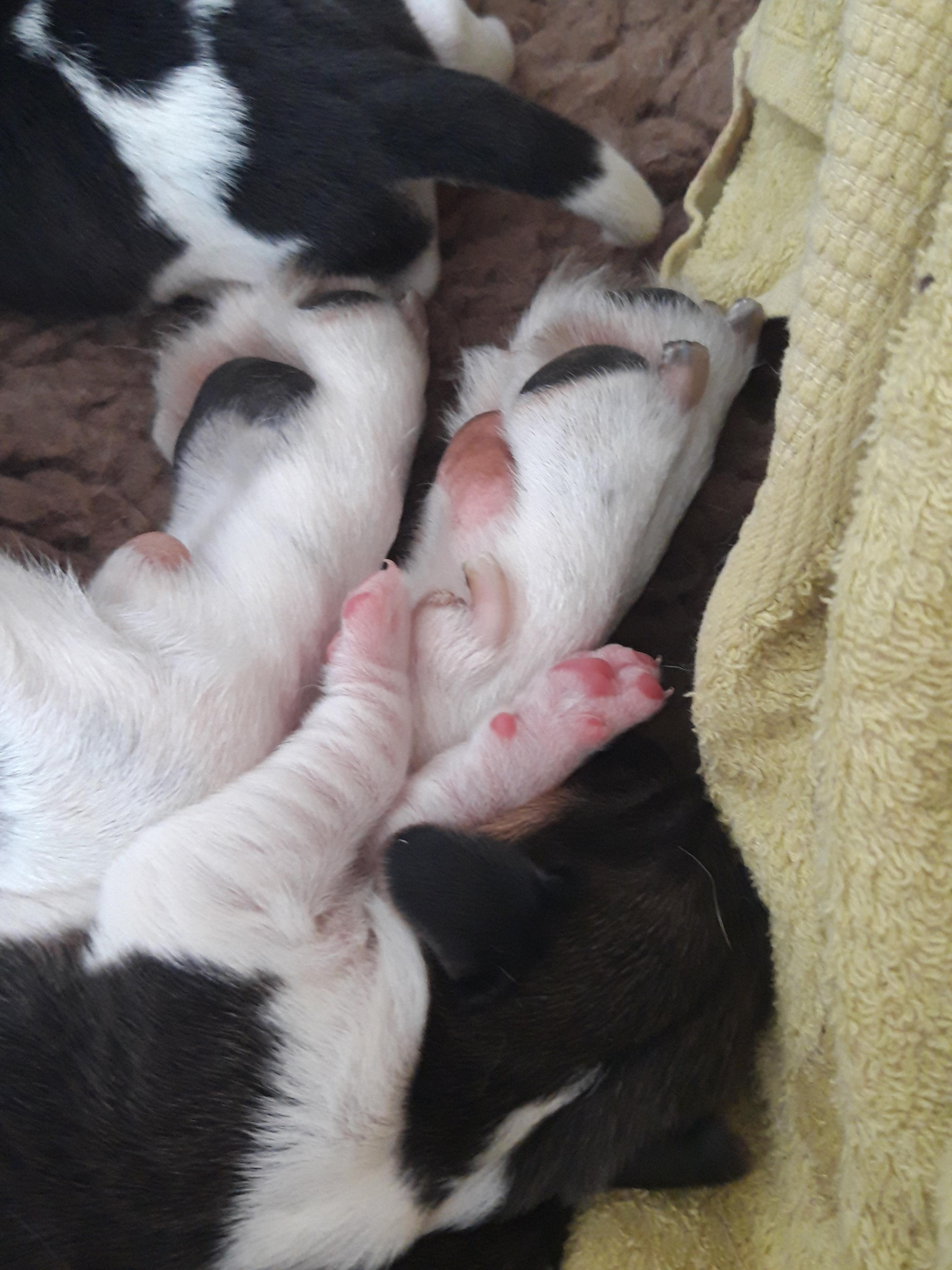 A day old Pupper and her mommy | Scrolller