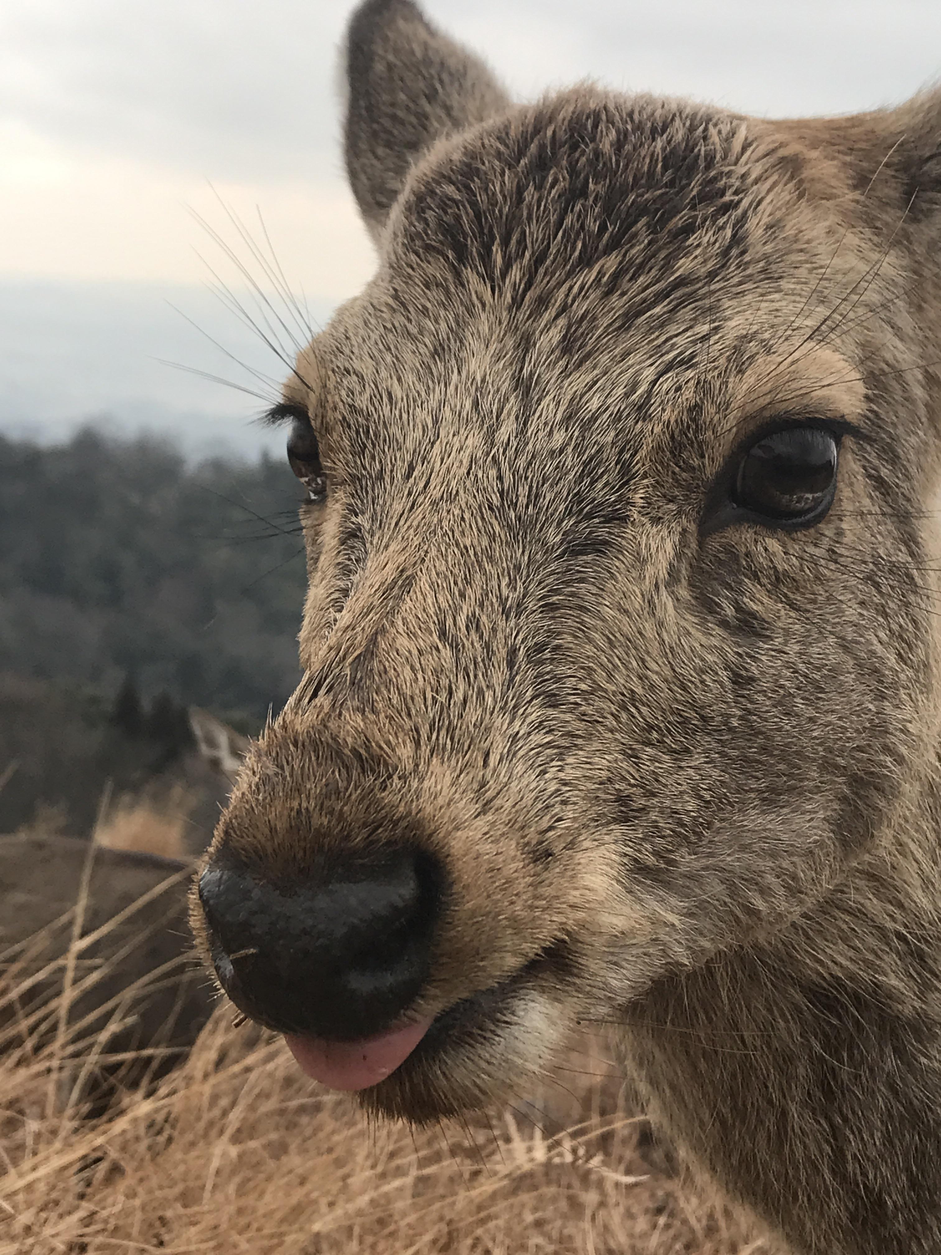 A deer blep | Scrolller