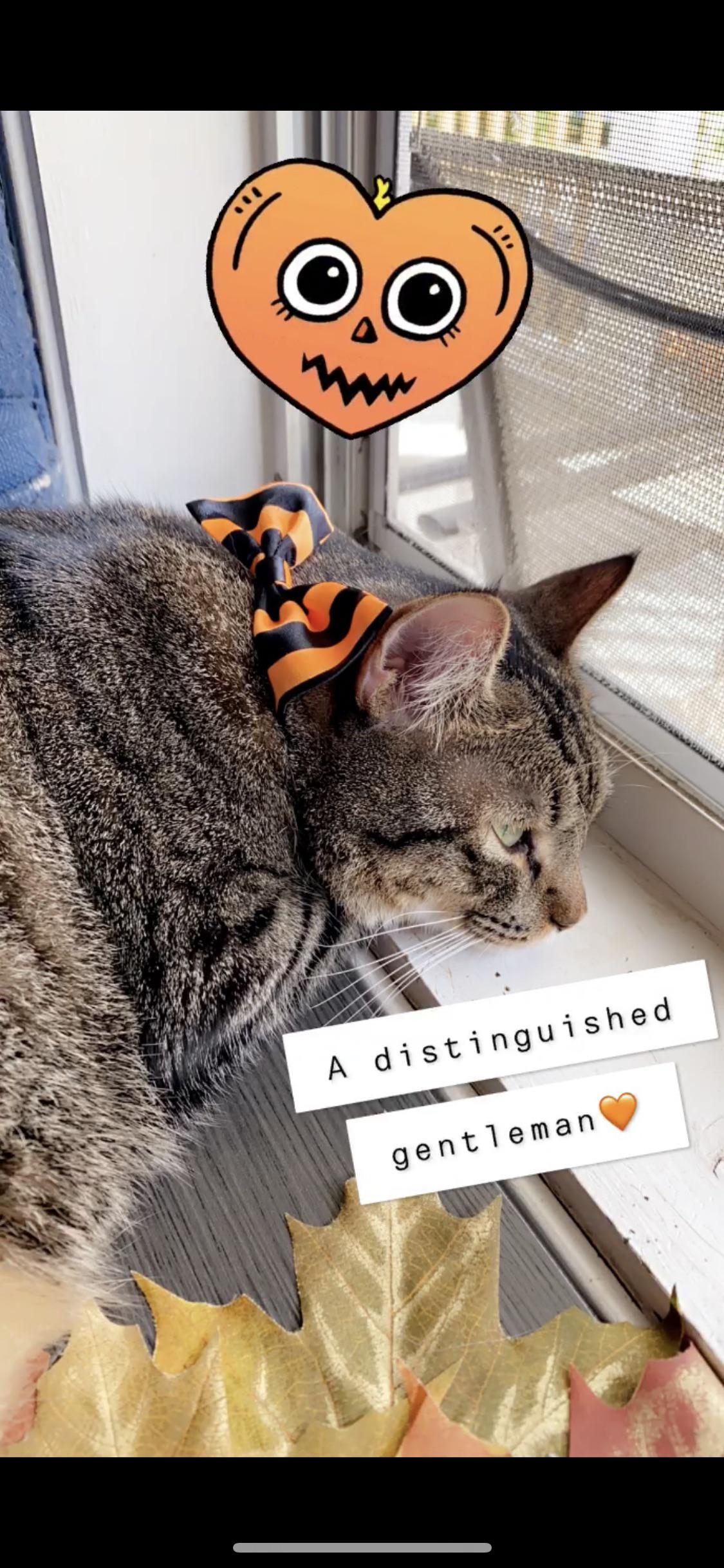 A distinguished gentleman🧡 | Scrolller