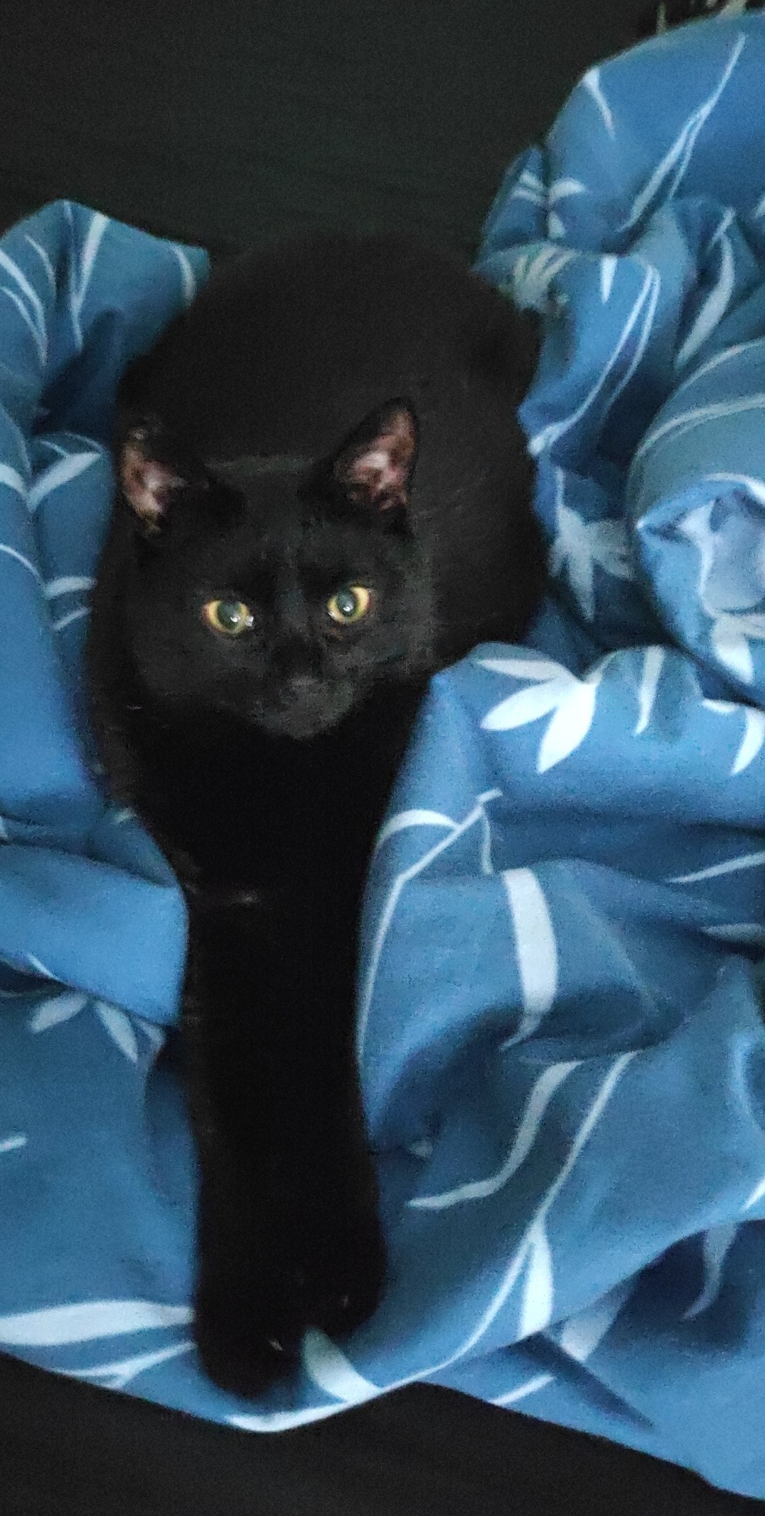 A distinguished gentlevoid | Scrolller