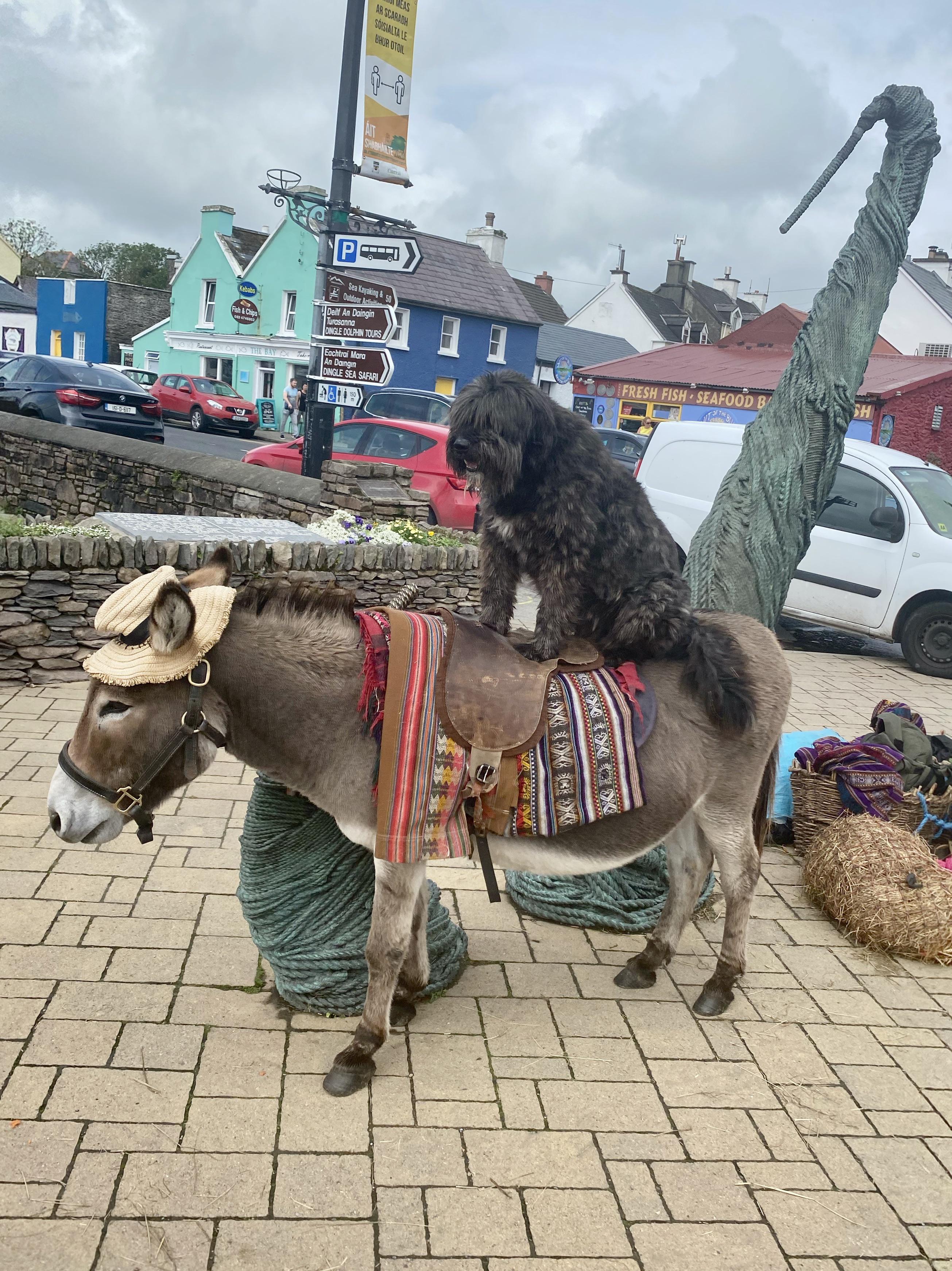 A dog on a donkey in Dingle | Scrolller