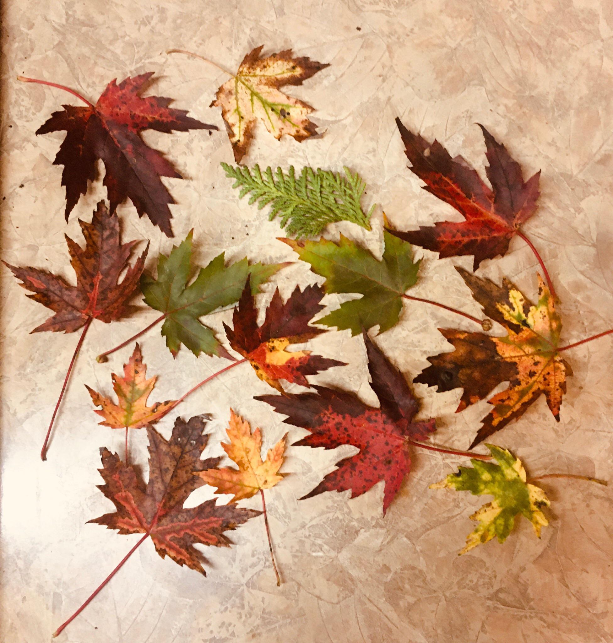 A few fall leaves from Michigan. | Scrolller