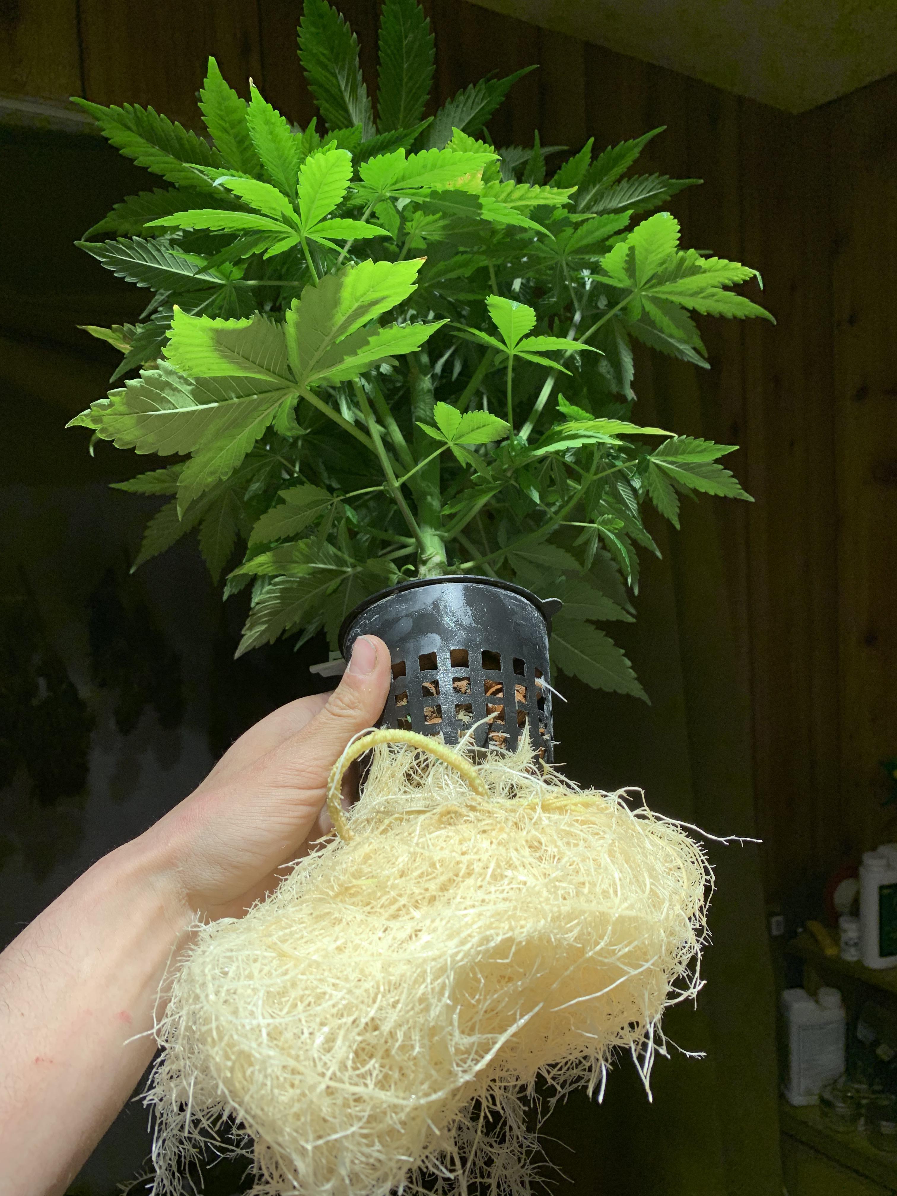 A fine specimen | Scrolller