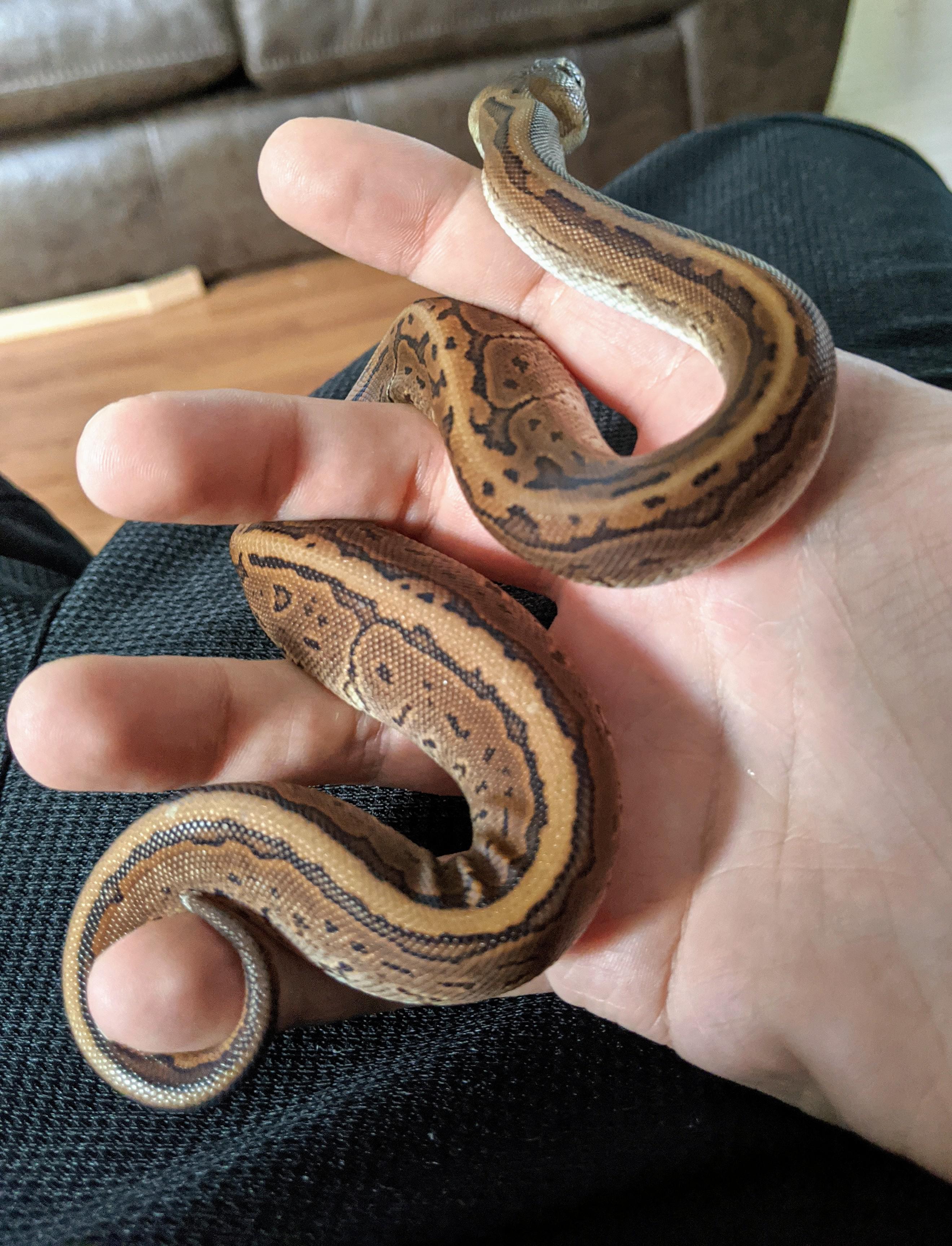 A freshly shed Cass | Scrolller