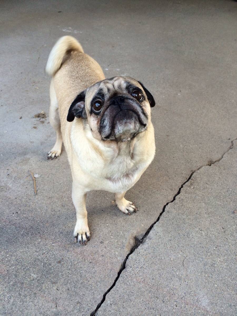 A friends pug | Scrolller