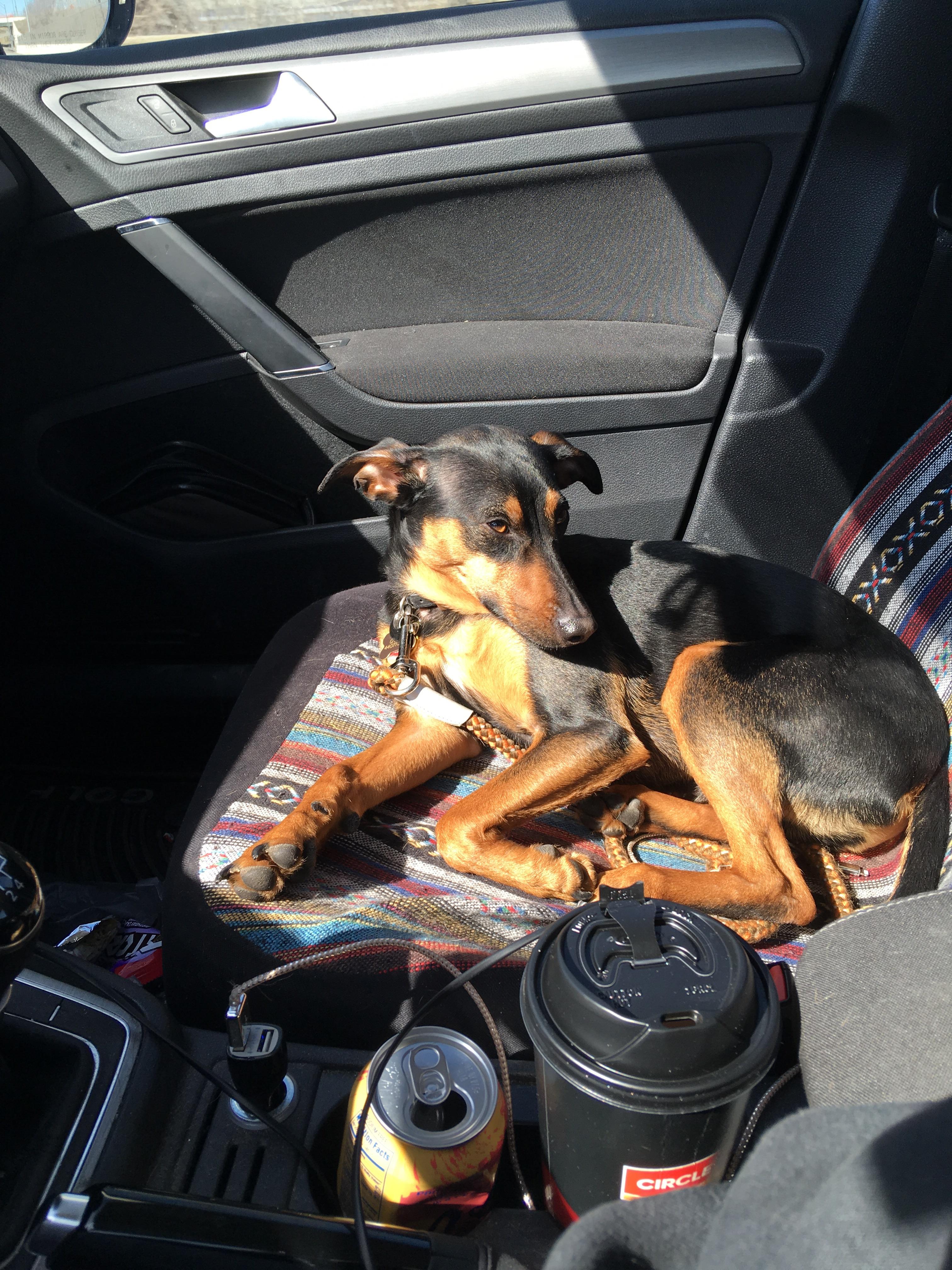 A good boy riding shot gun with dad | Scrolller