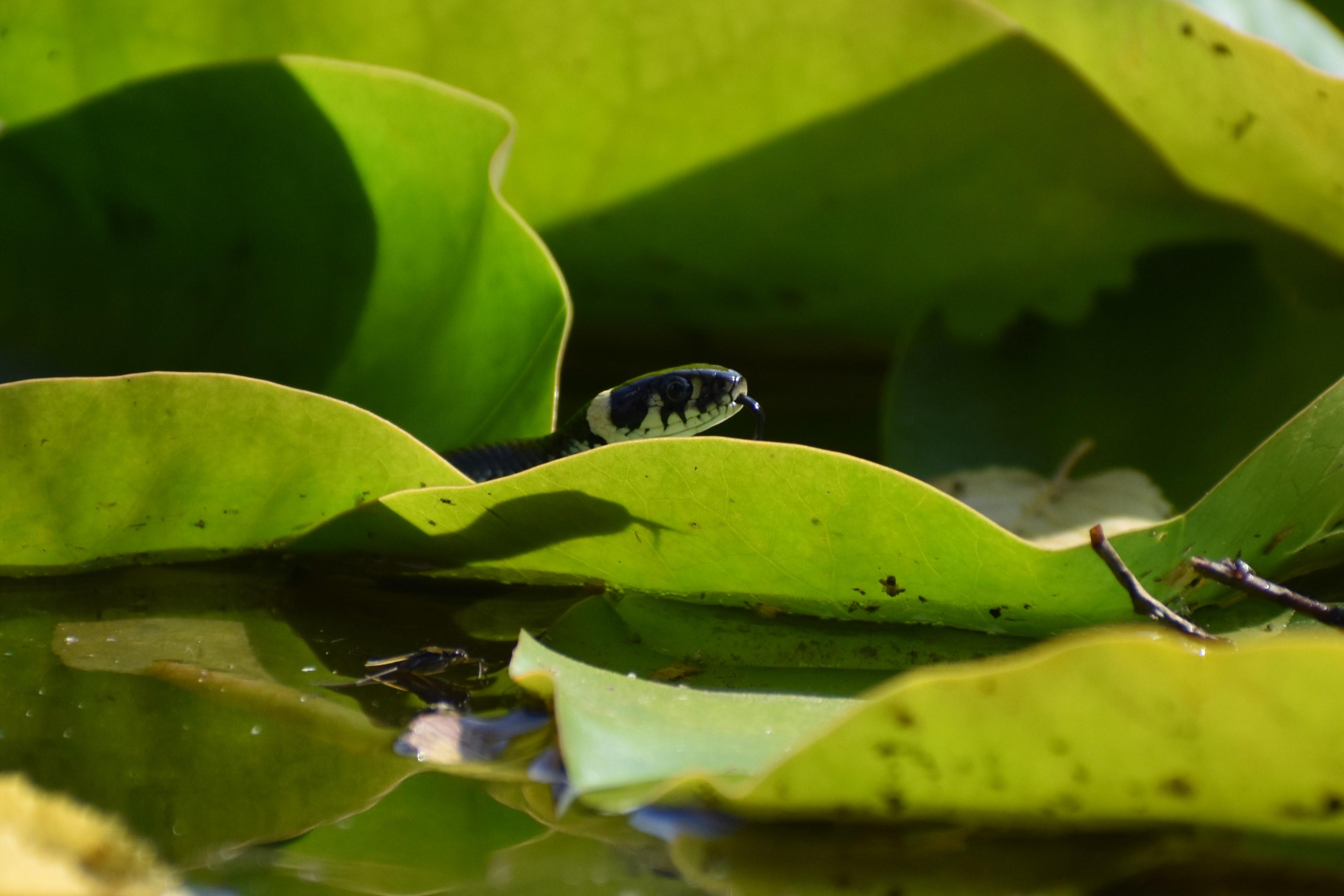 A grass snake's shadow projected on a lily pad | Scrolller