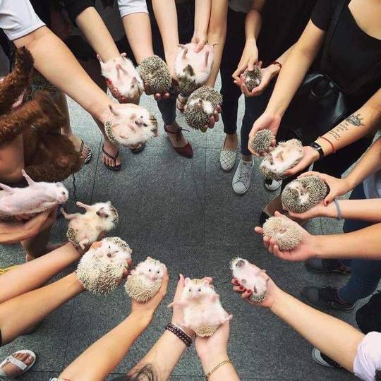 A group full of hedgehogs | Scrolller