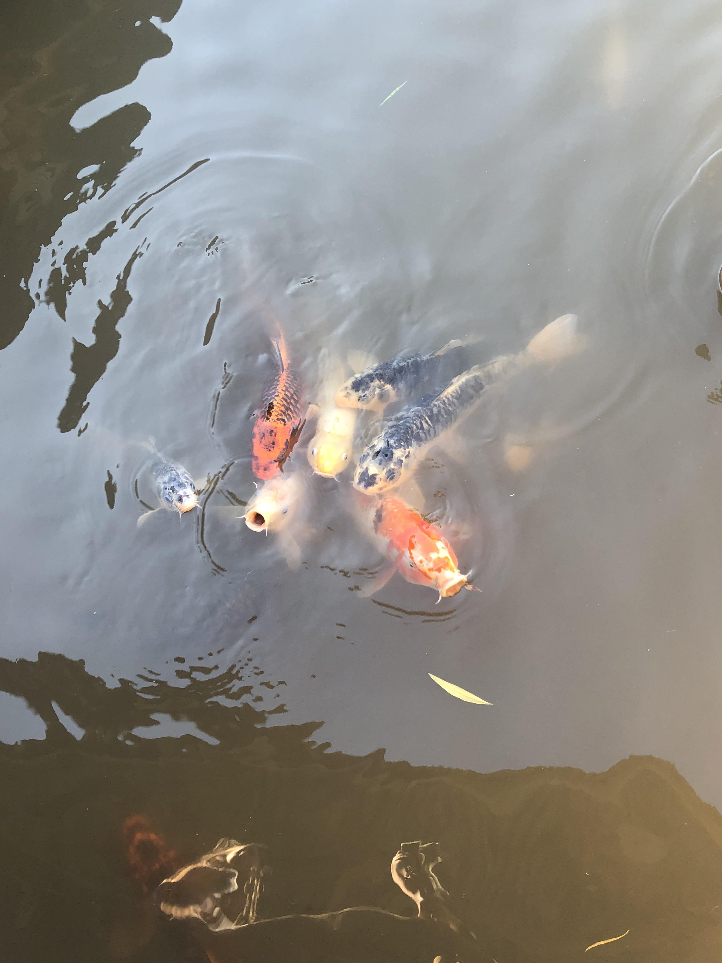 A group of koi bois | Scrolller