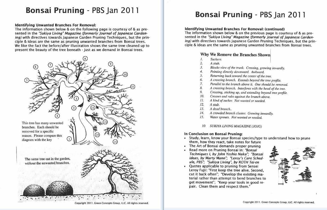 A guide for beginners on how and what to prune. | Scrolller