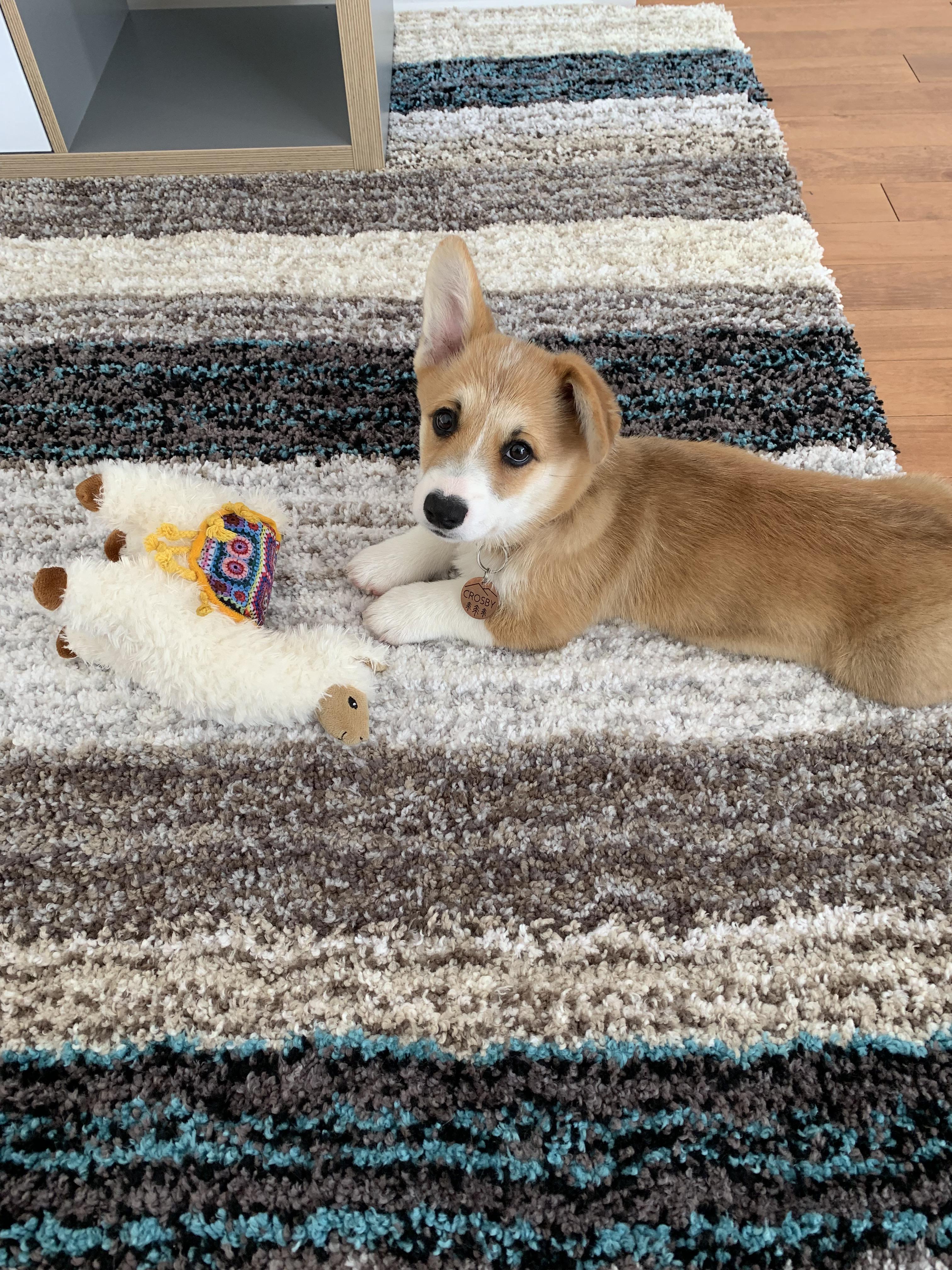 A half floppy ear boy who loves his lama | Scrolller