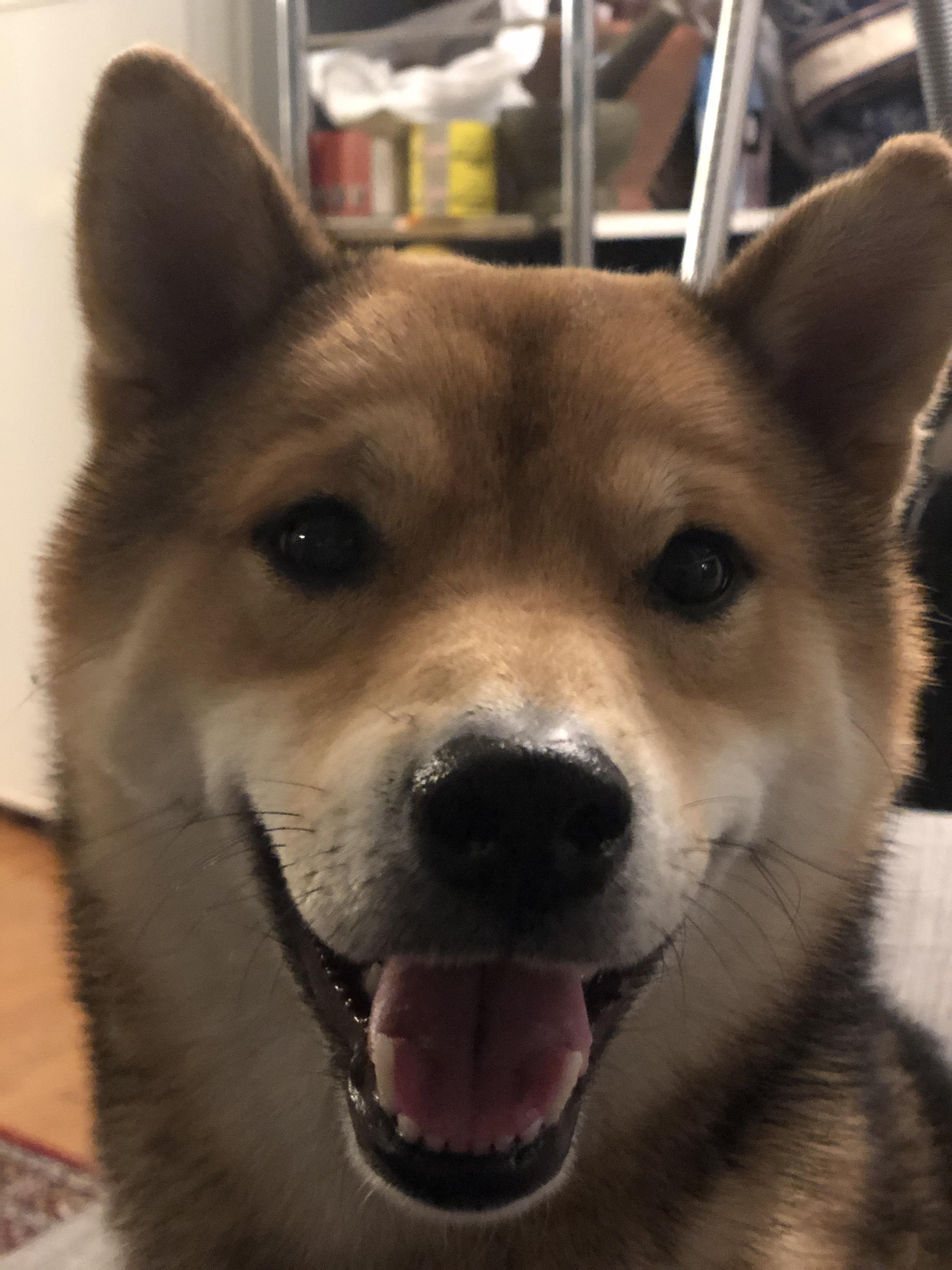 A happy shiba | Scrolller