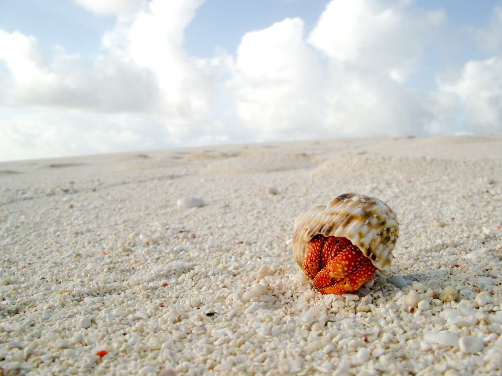 A hermit crab on a cay made of weird fluffy coral/shell sand. Somewhere in the Coral Sea ...