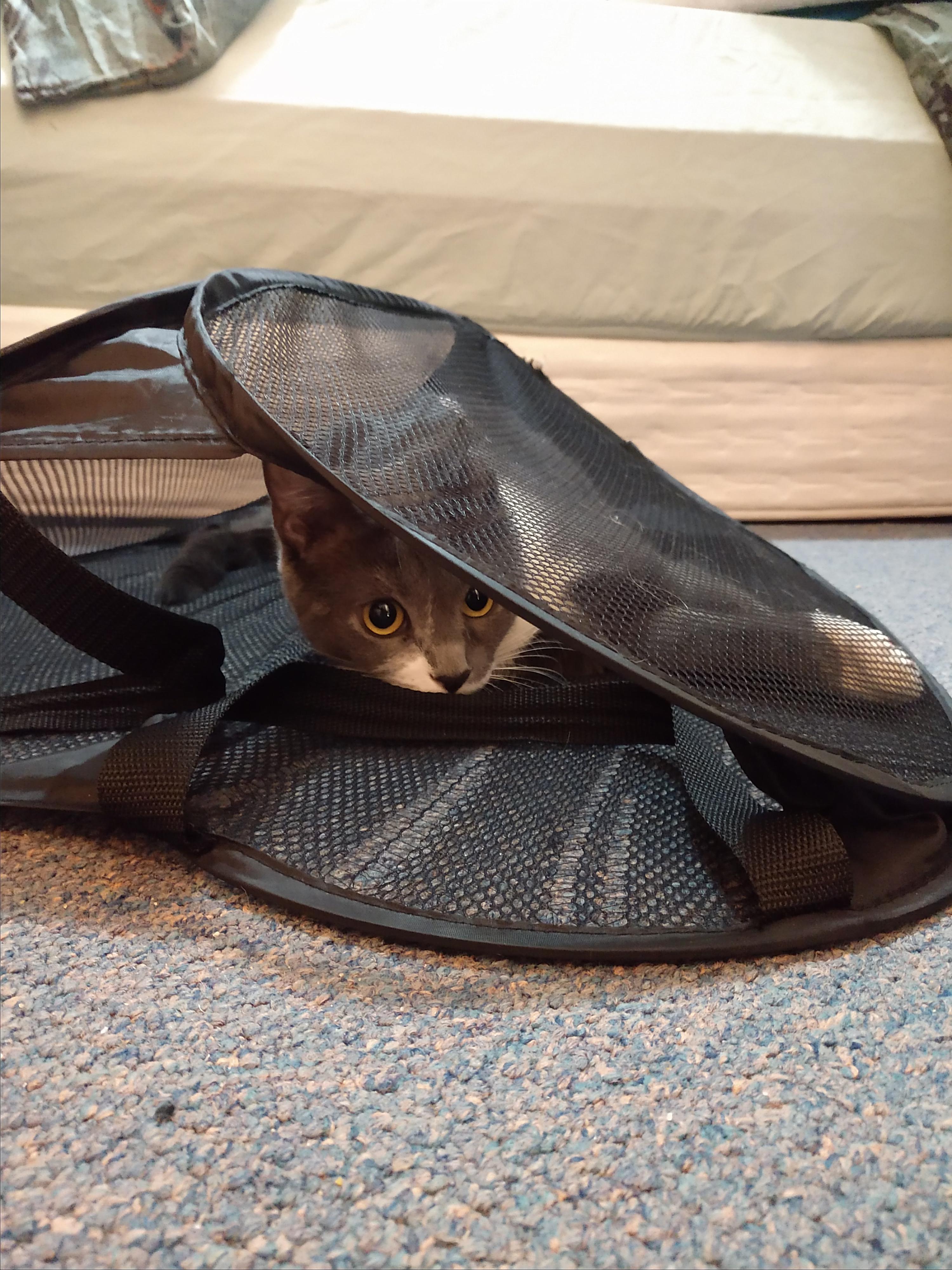 A highly effective trap | Scrolller