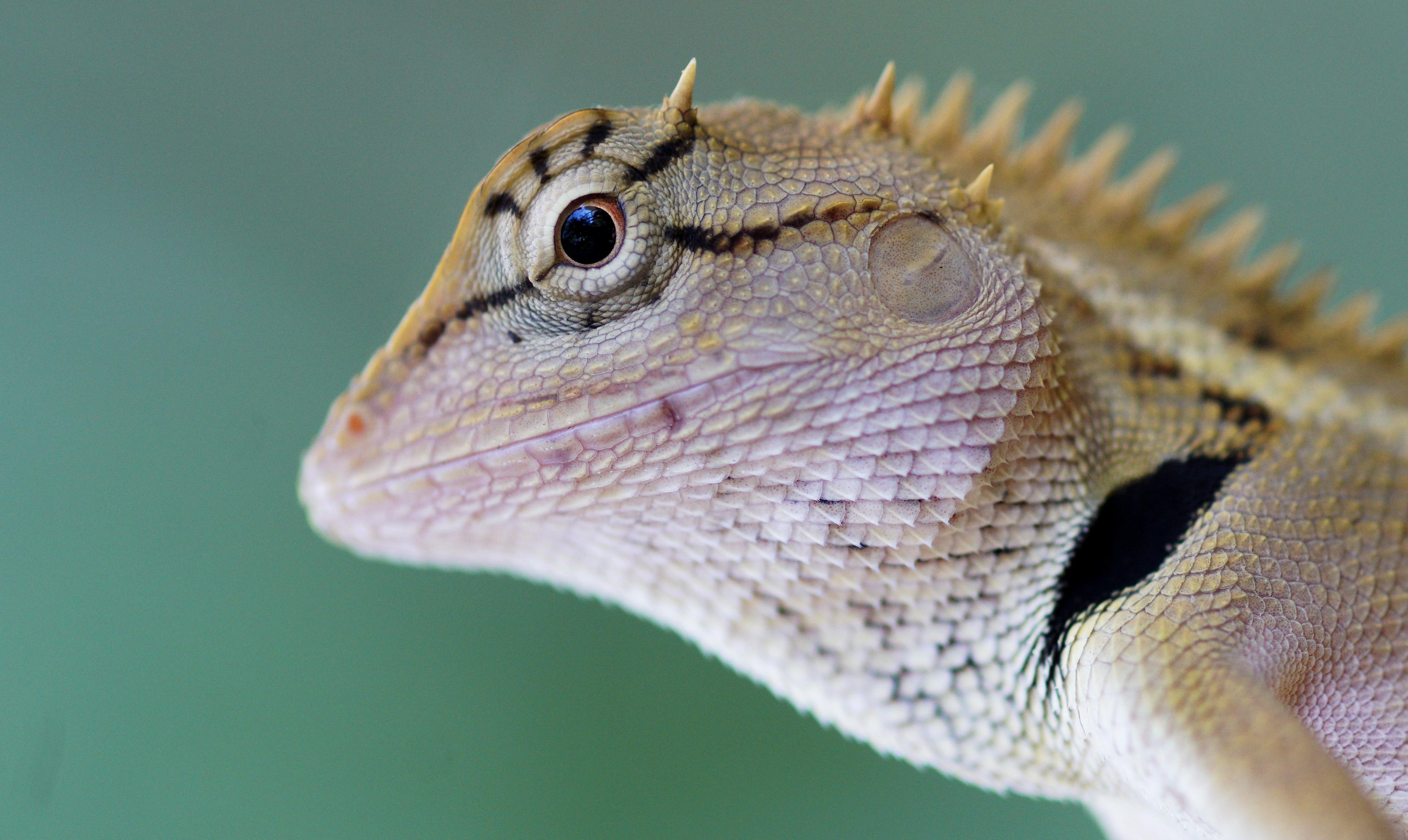 A horned lizard in Northern Thailand | Scrolller