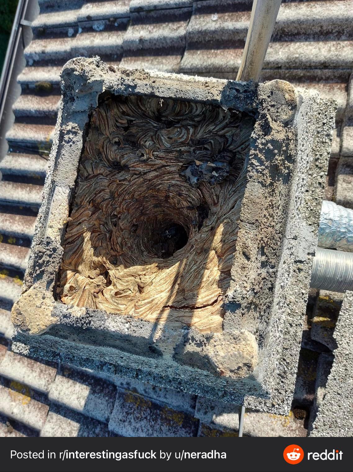 A hornets nest inside a chimney | Scrolller