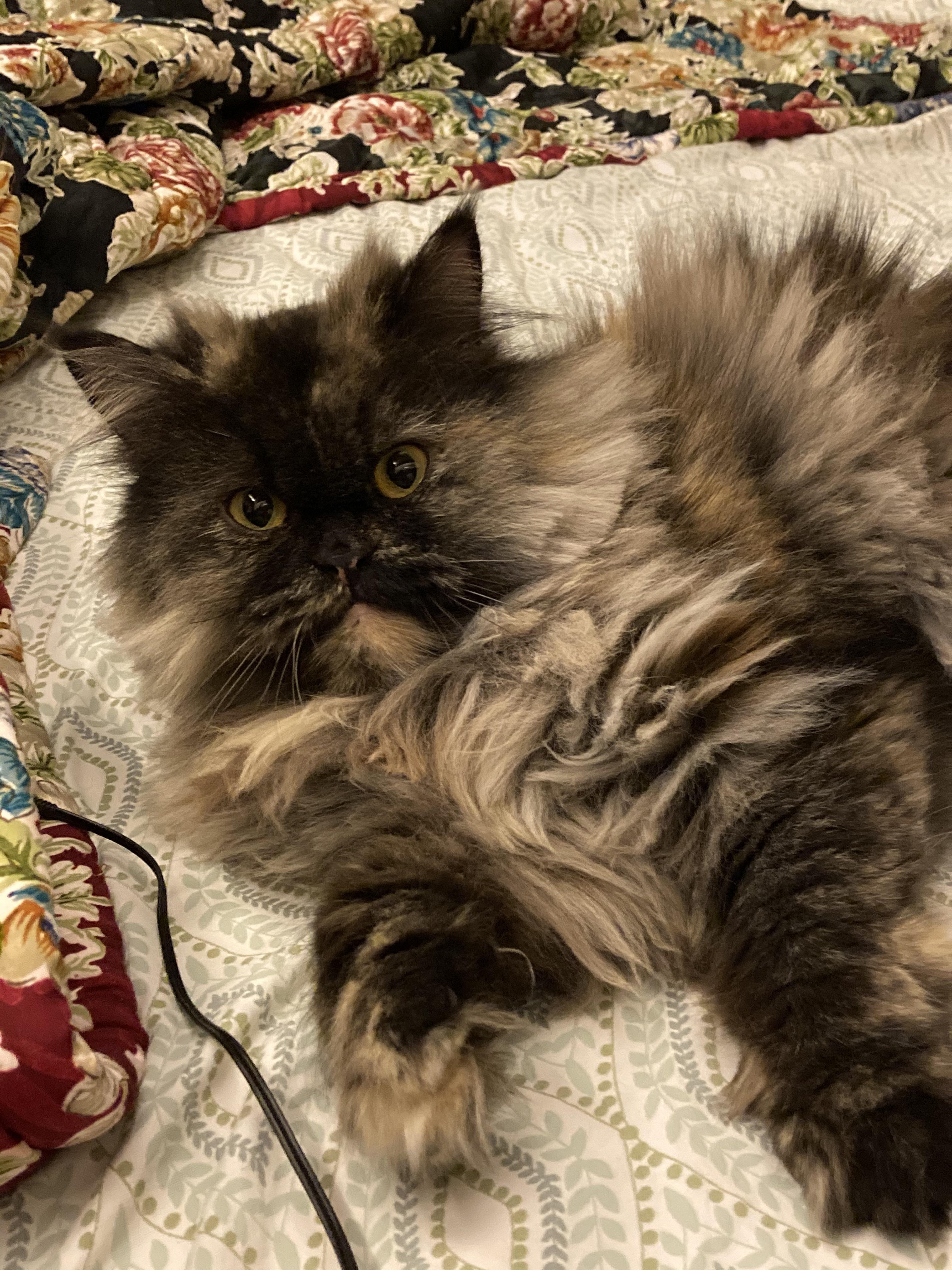 A kitty named chicken that loves belly rubs 🌸 | Scrolller