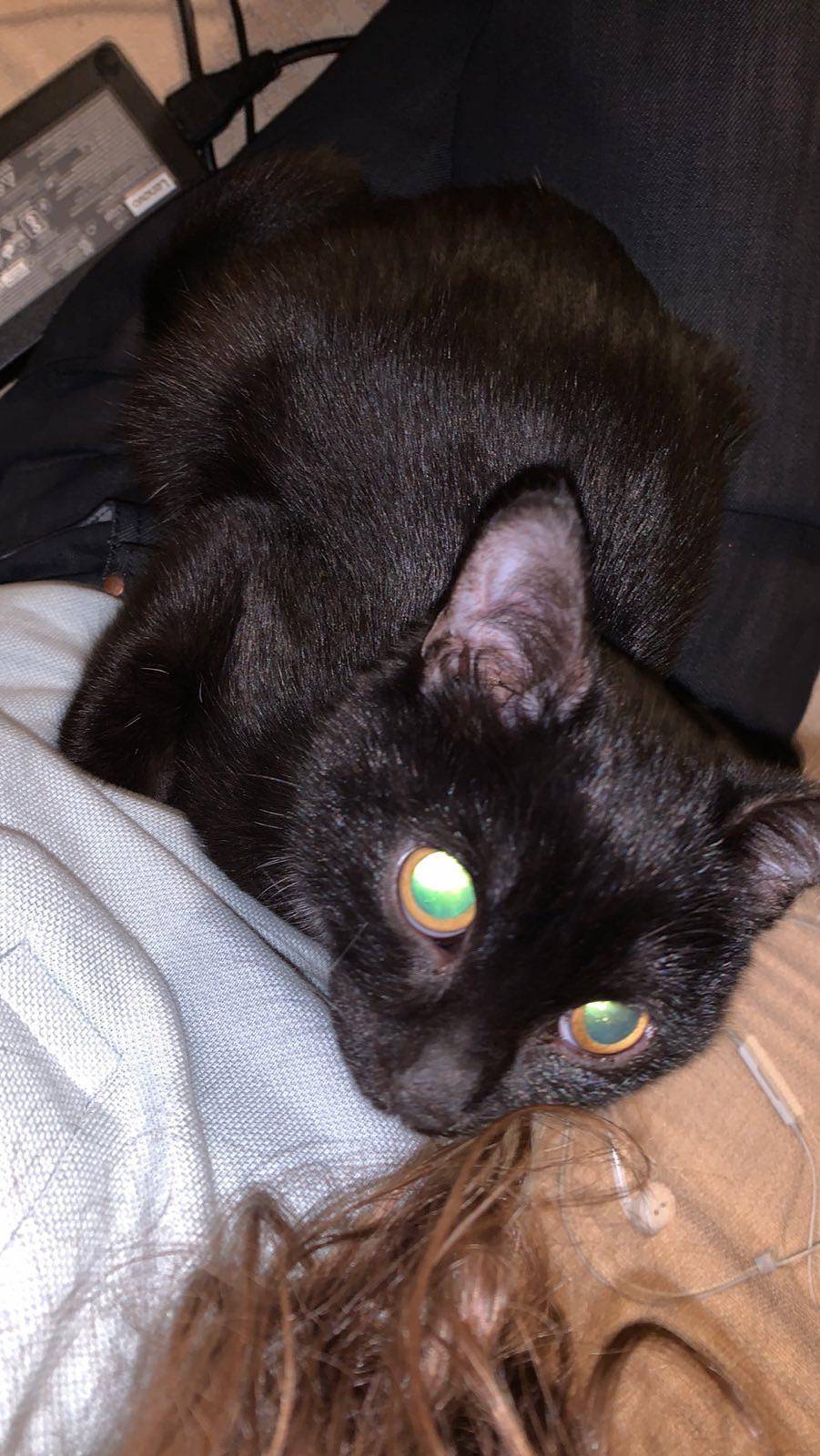 A little bat | Scrolller