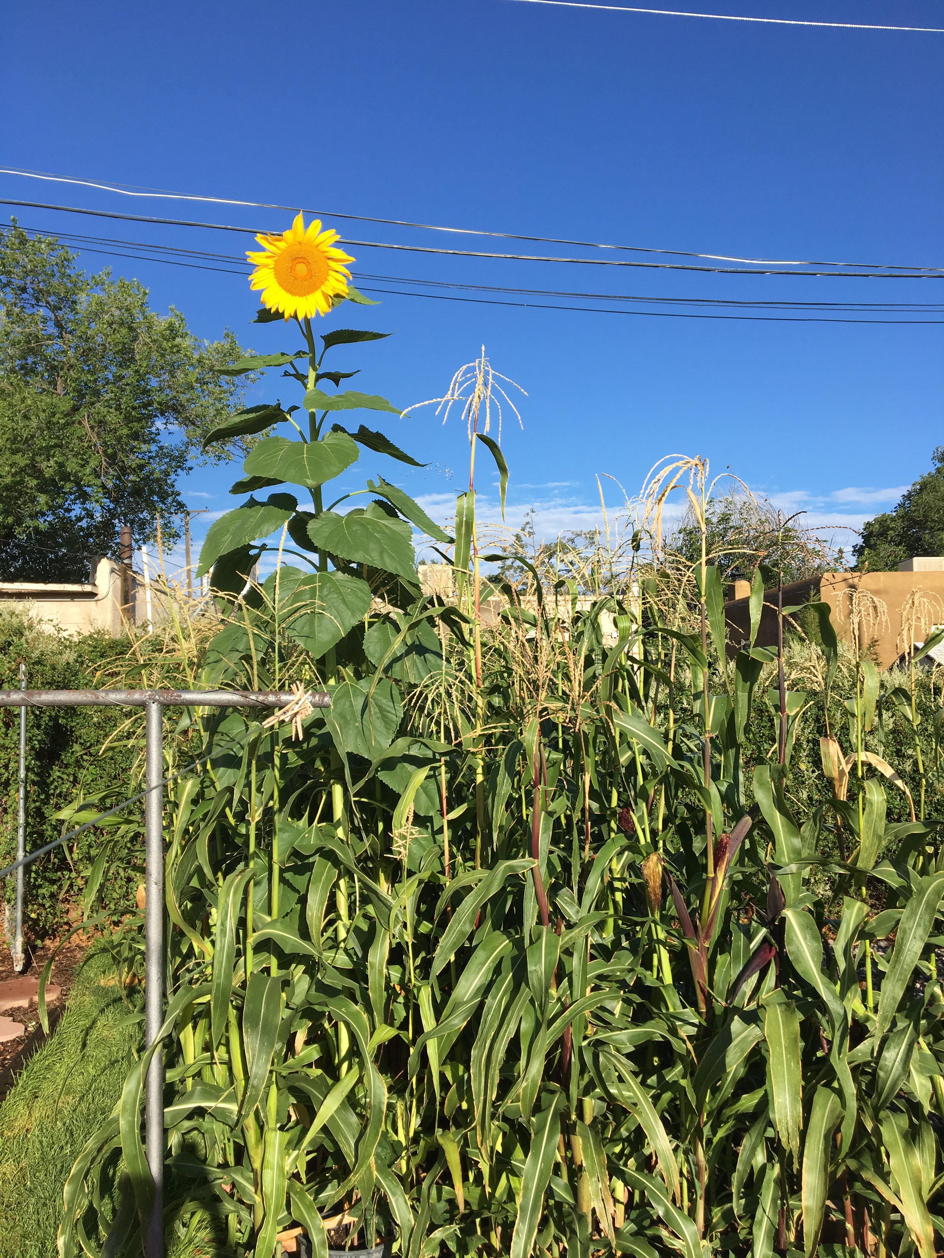 A little friendly competition from corn | Scrolller