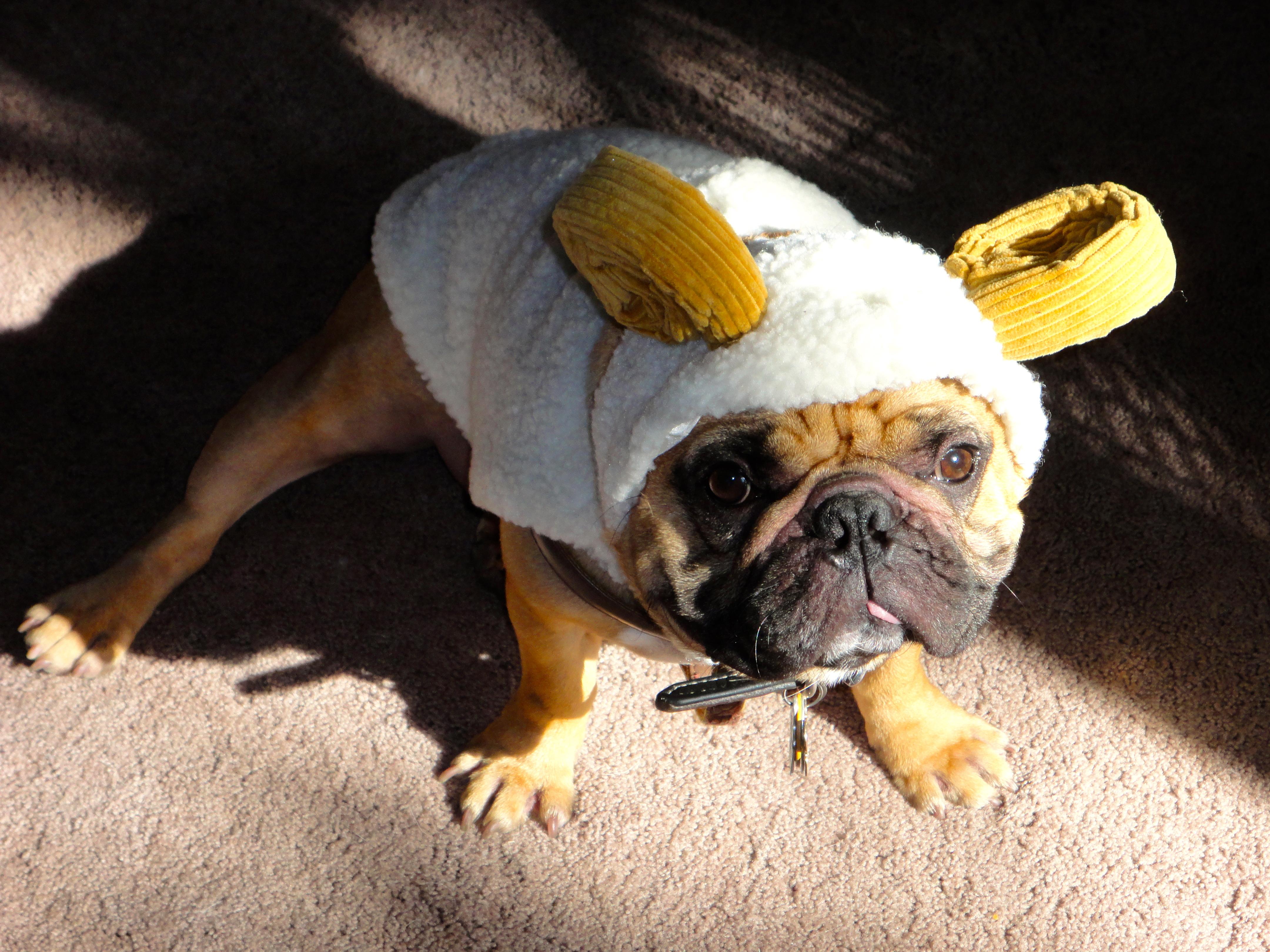 A little lamb :D | Scrolller