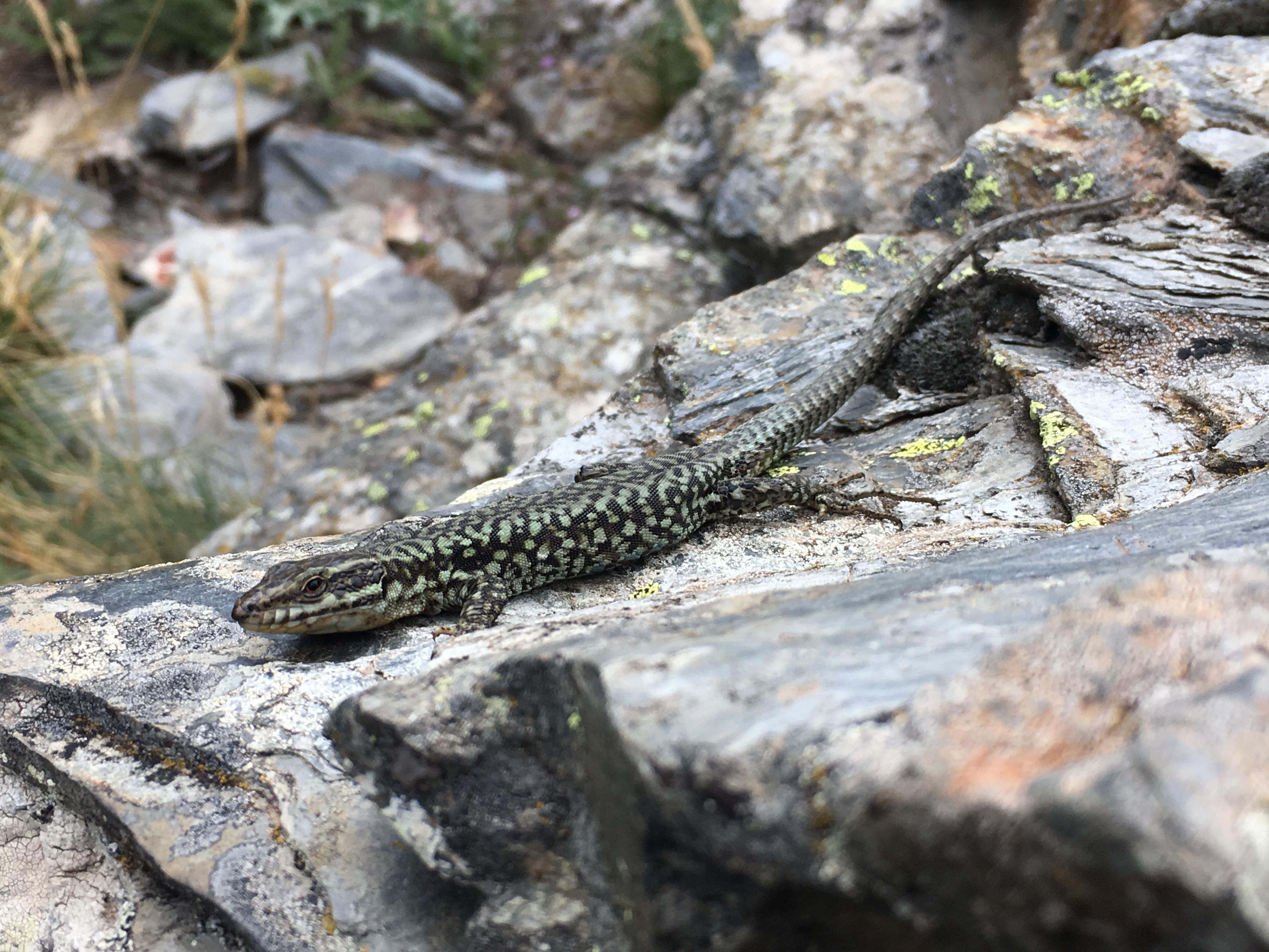 A lizard from the Austrian alps | Scrolller