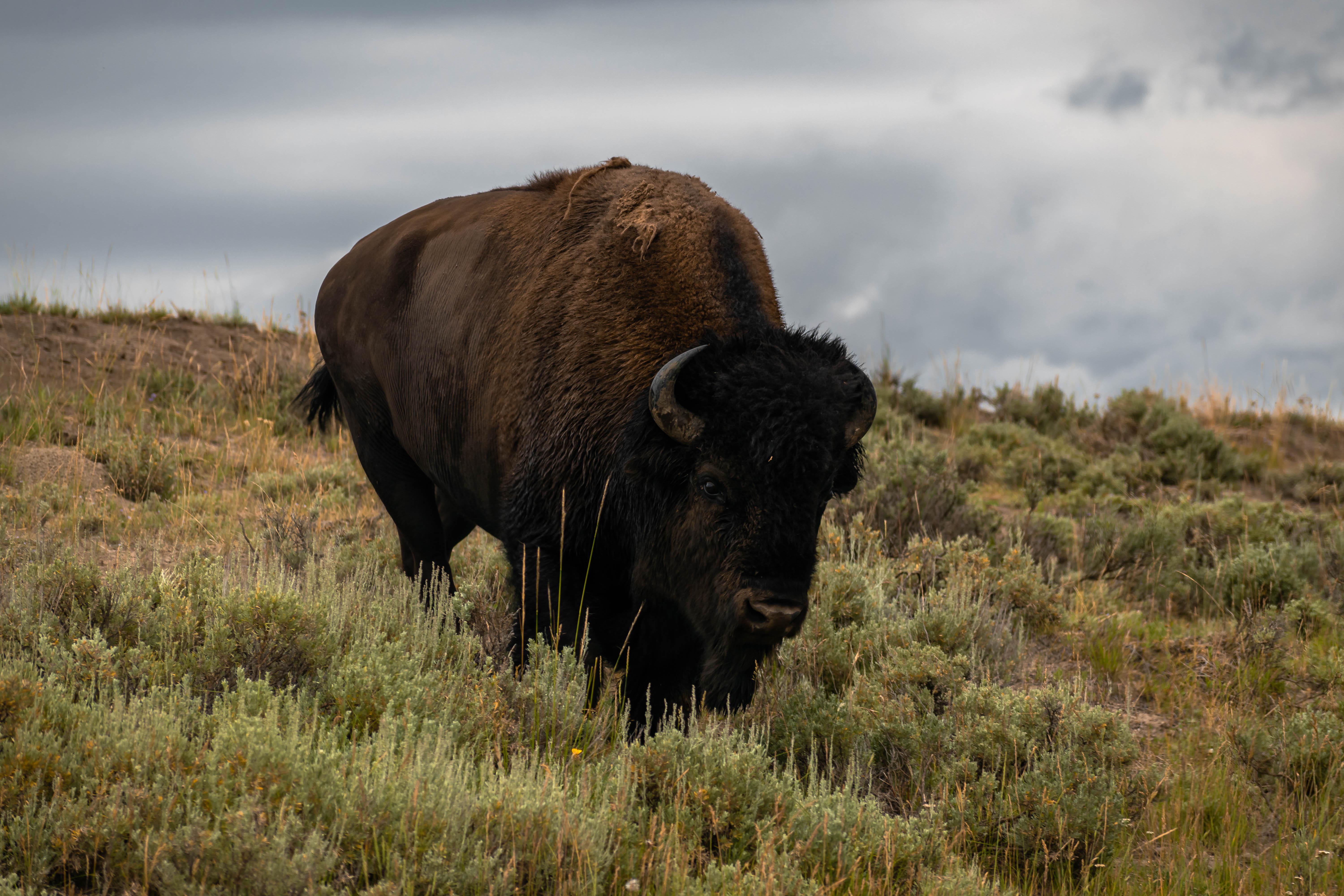 A lone bison in Yellowstone National Park | Scrolller