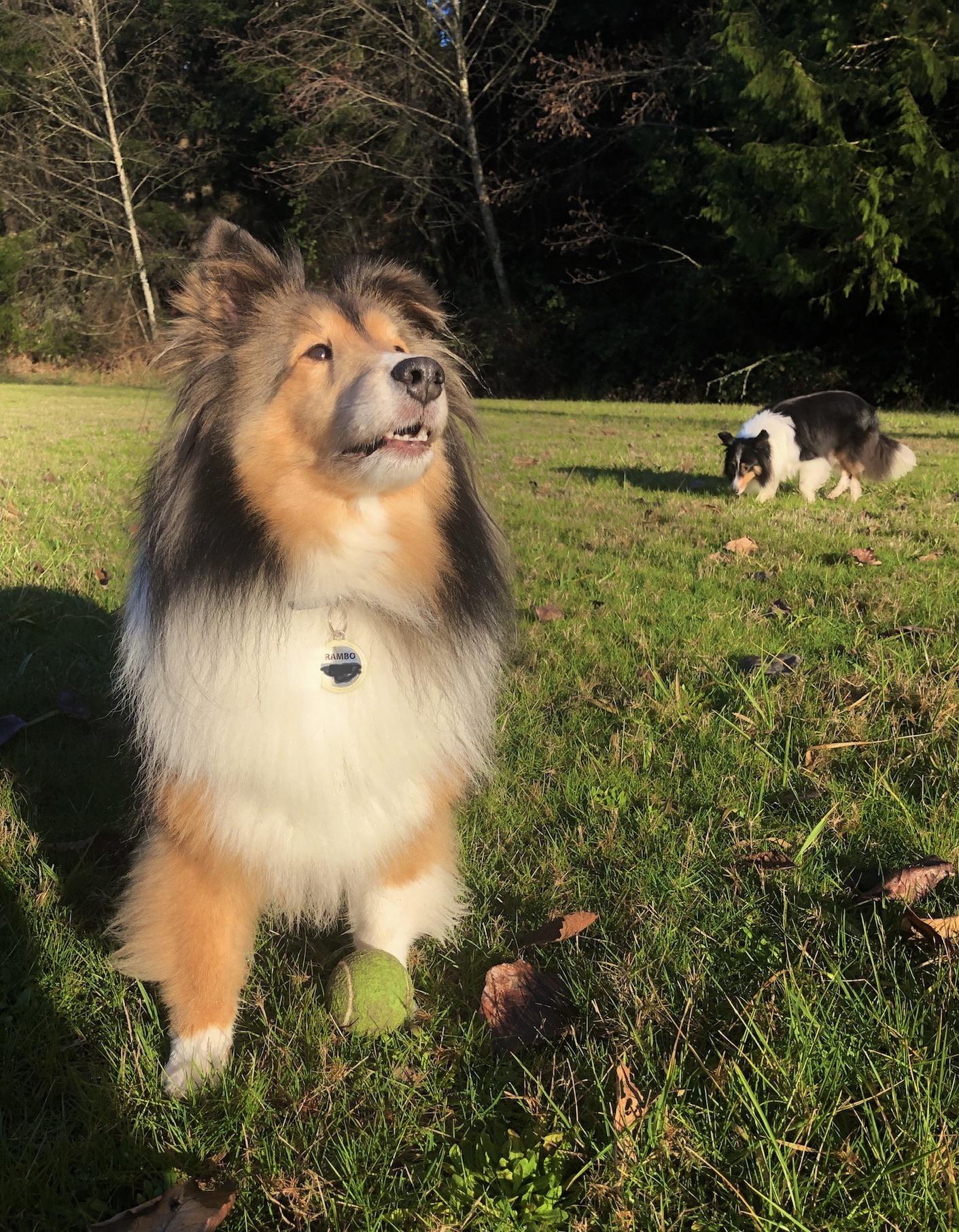 A love story between a boy and his ball and a girl and her grass! | Scrolller