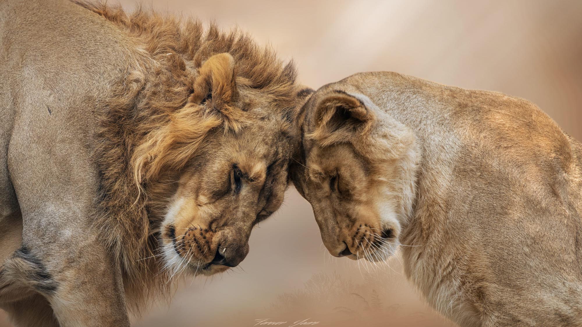 🔥 A majestic headboop between lions | Scrolller