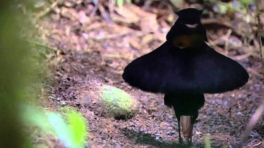 A mating dance? | Scrolller