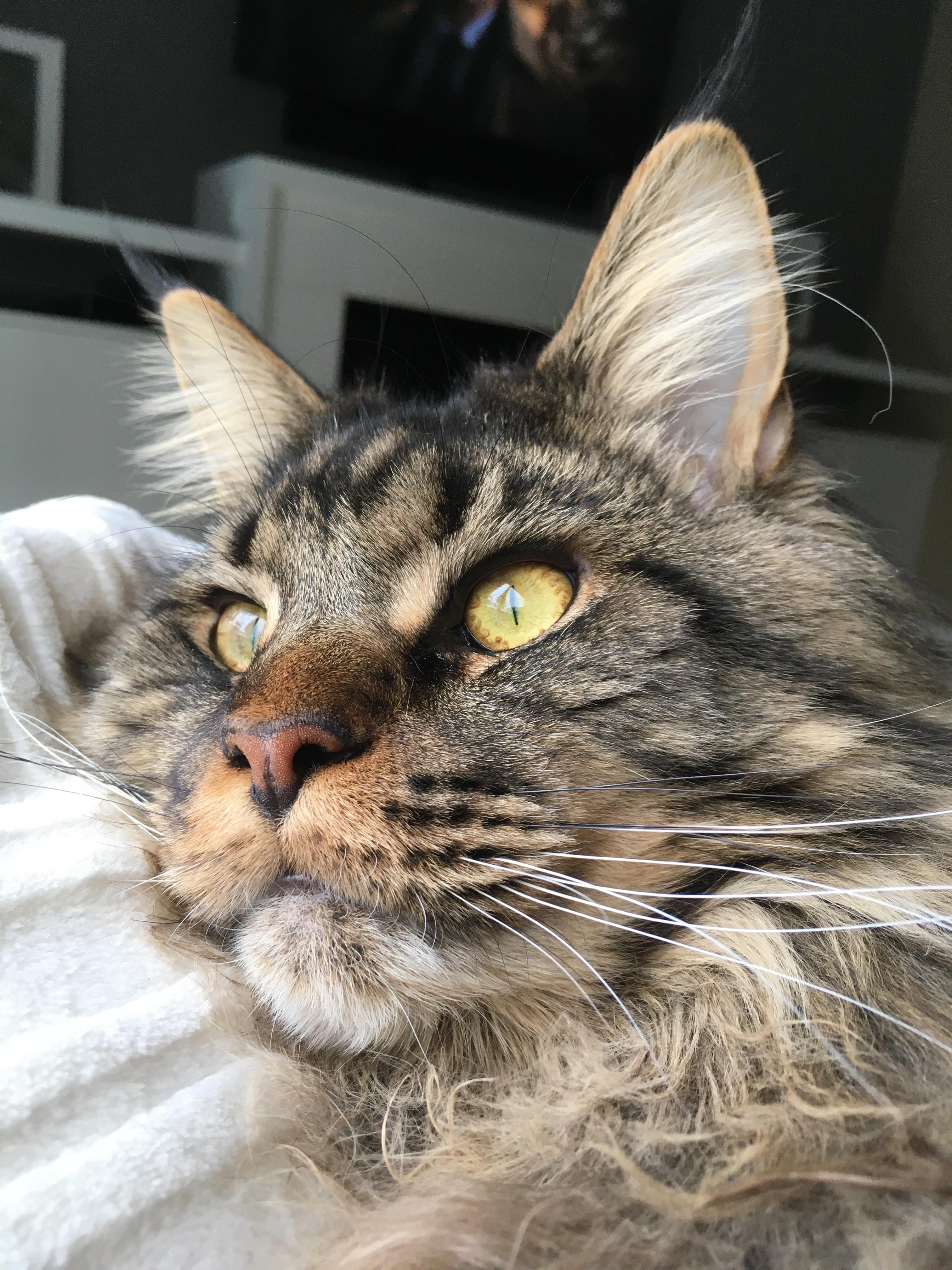 A Memorial to the Fallen. Arlo. | Scrolller