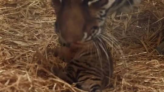 A momma tiger with her cubs | Scrolller