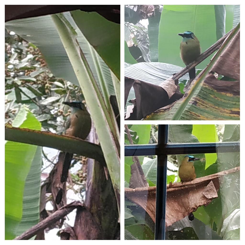 A momotus that loves to come to my window | Scrolller