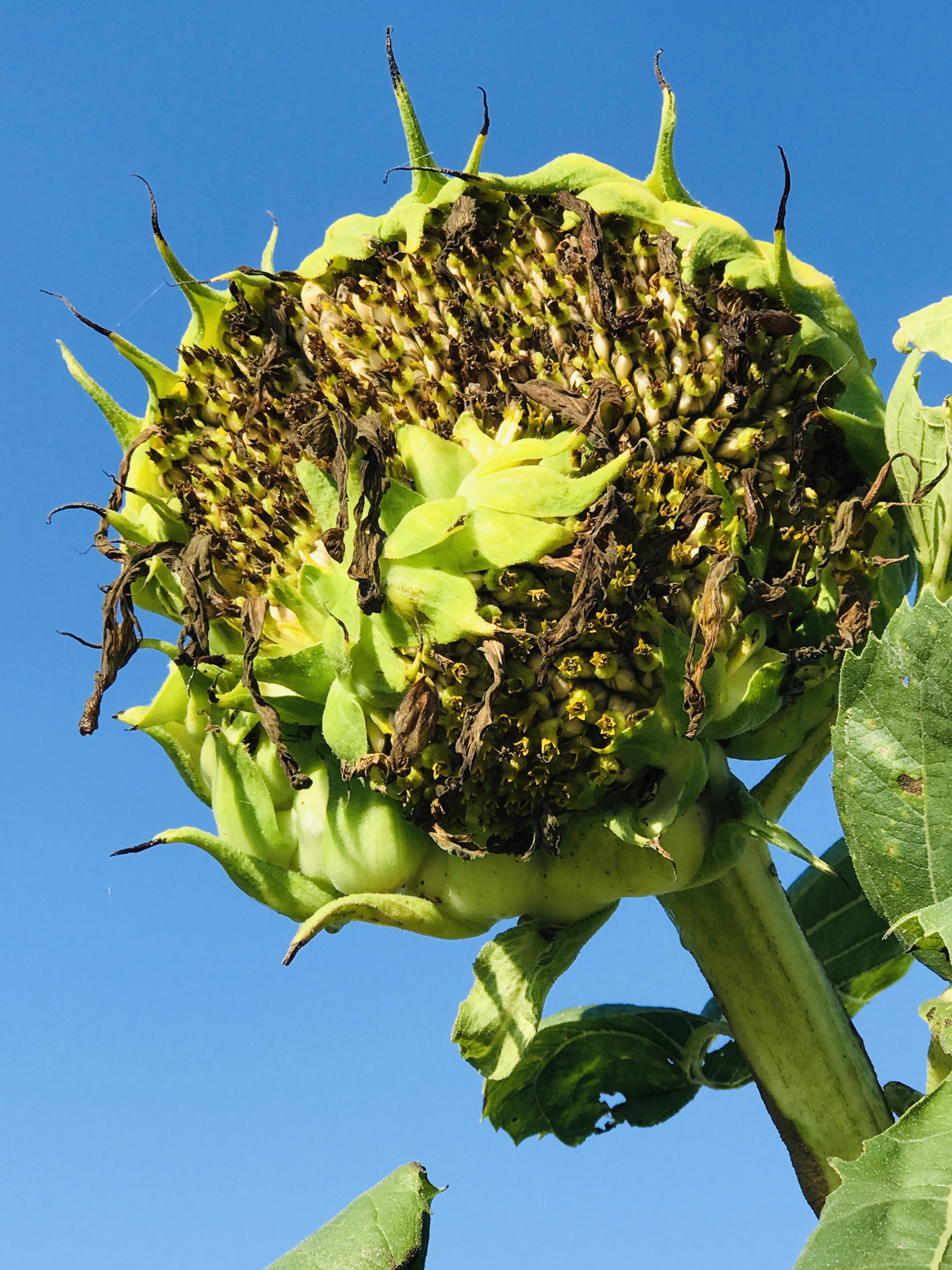 A mutant | Scrolller