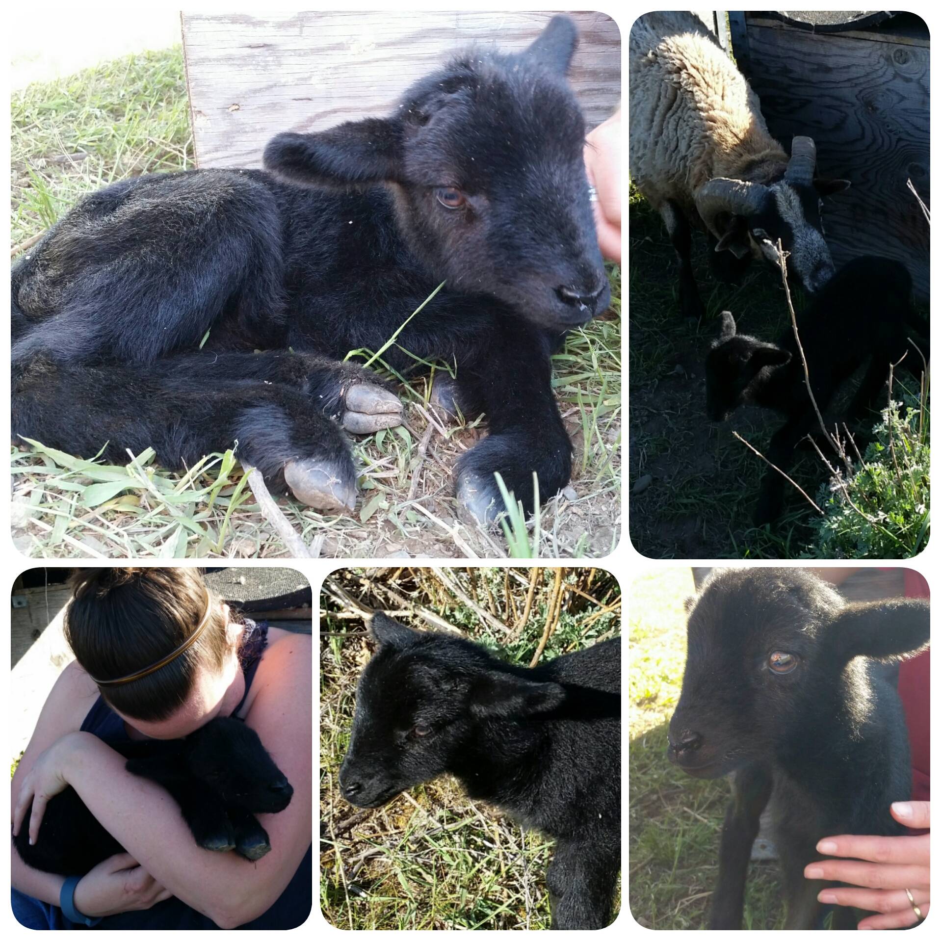 A new snuggle bug, a Black Hawaiian hair sheep | Scrolller