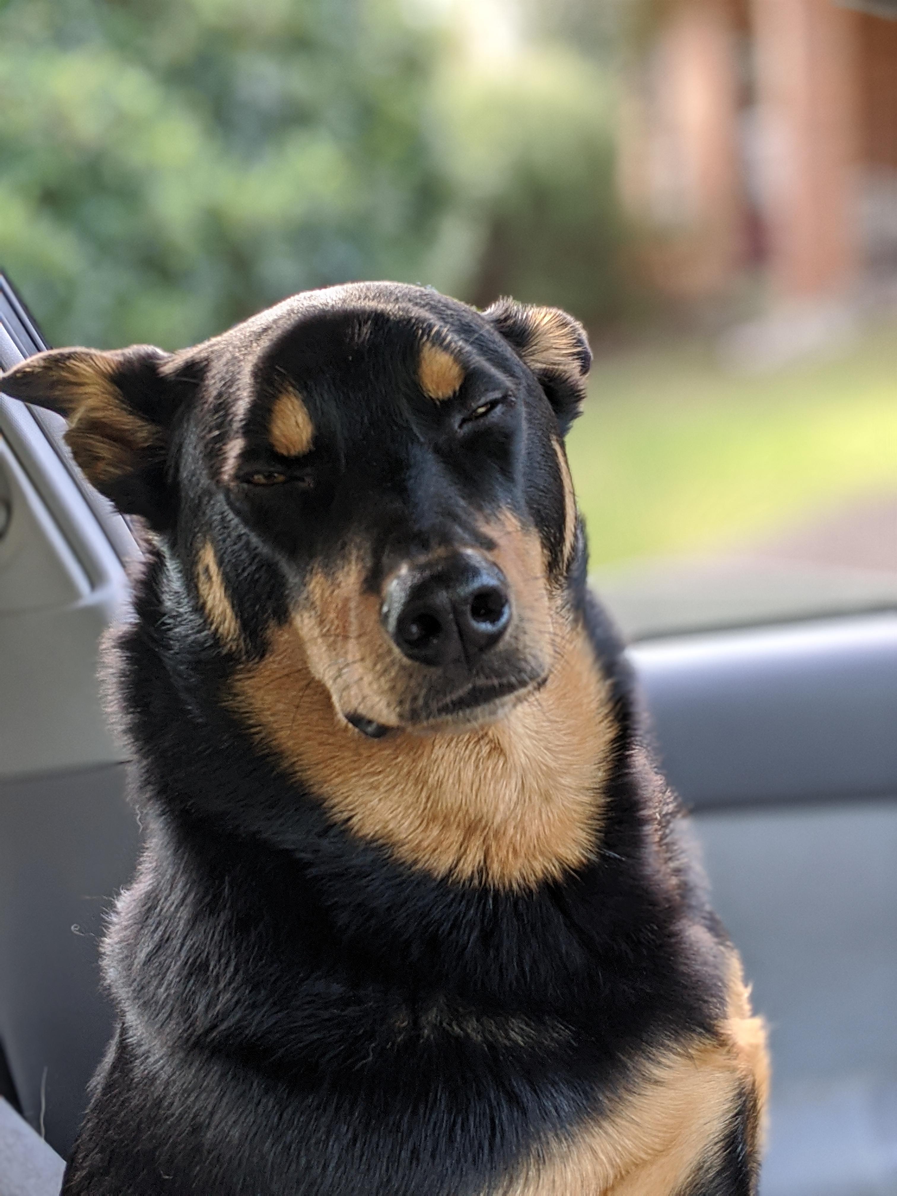 A noble hound | Scrolller