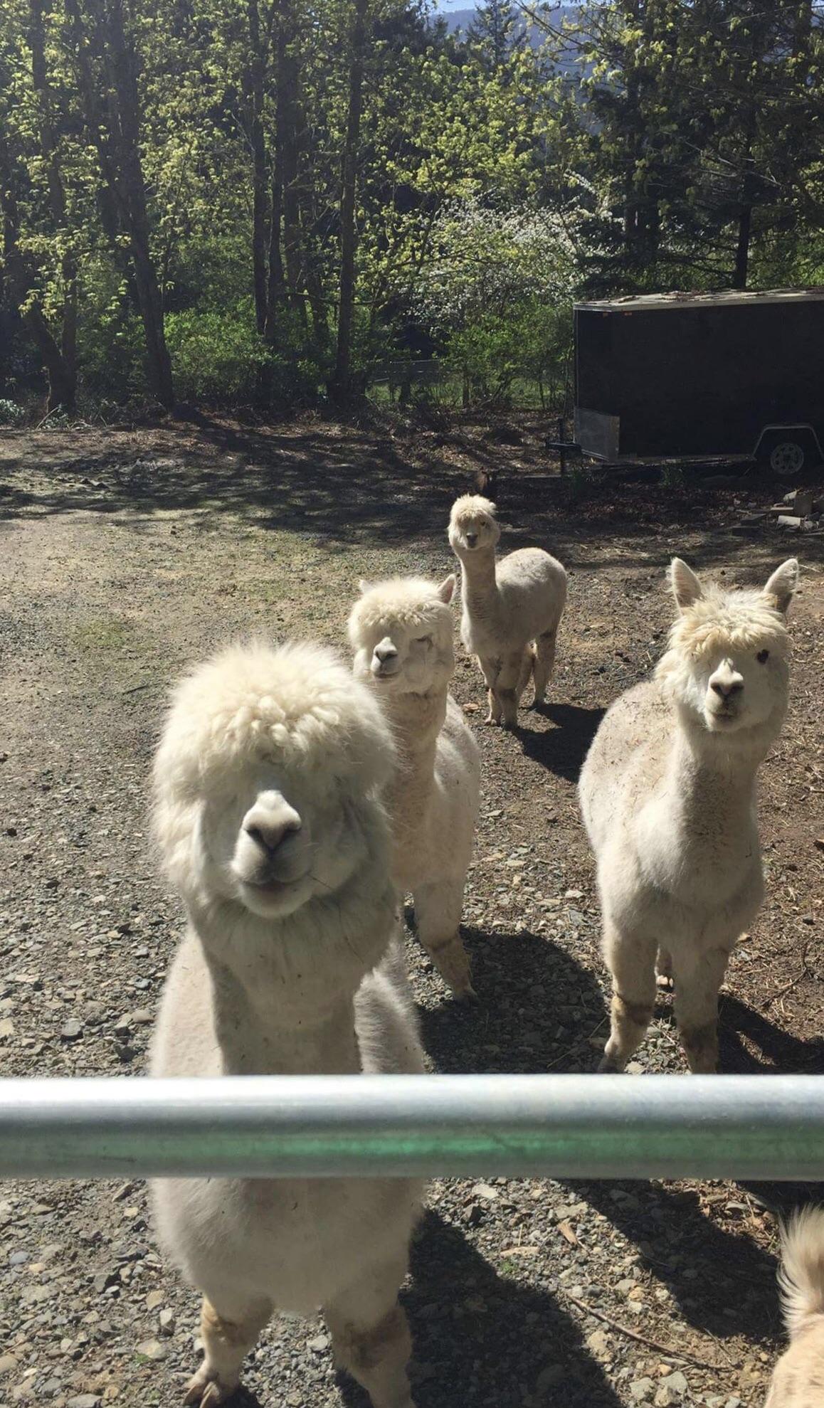 A pack a Alpacas ️ | Scrolller